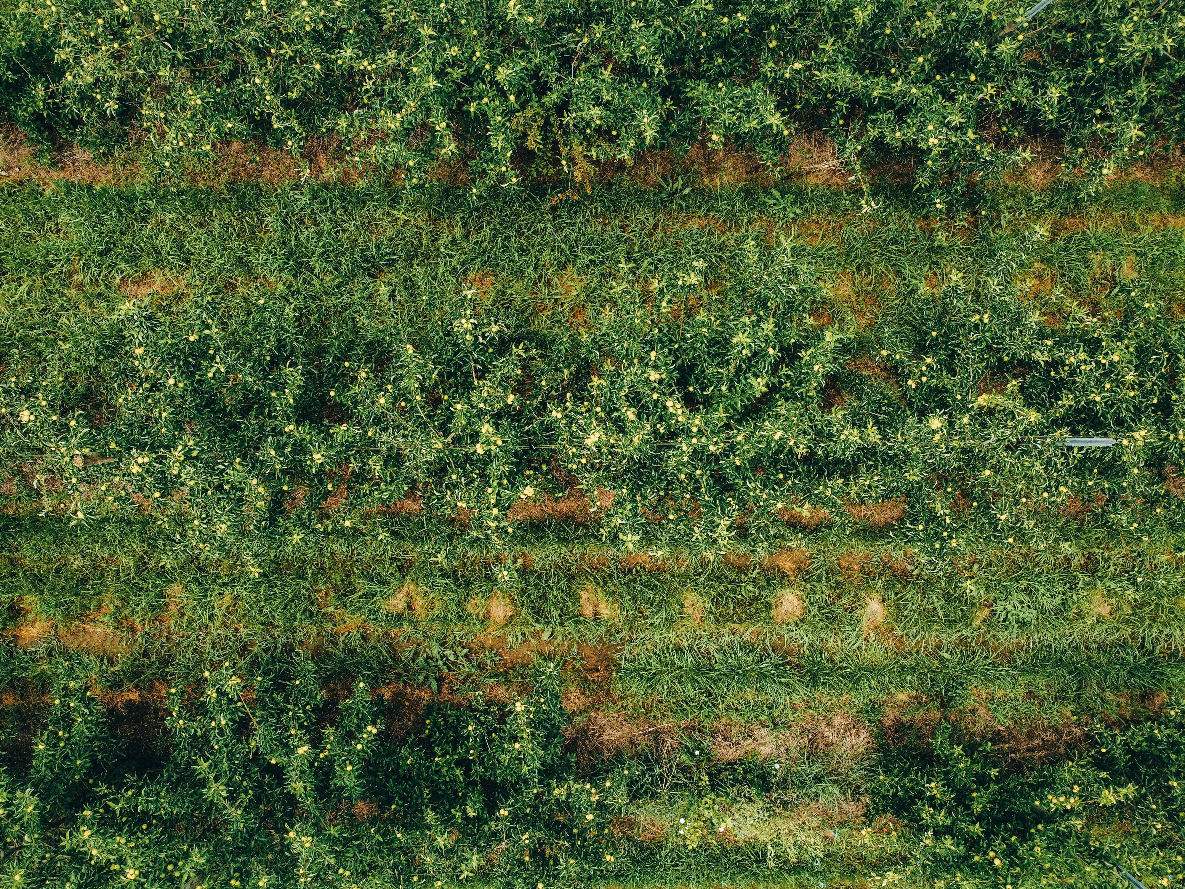 A field of plants photo – Free Field from above Image on Unsplash