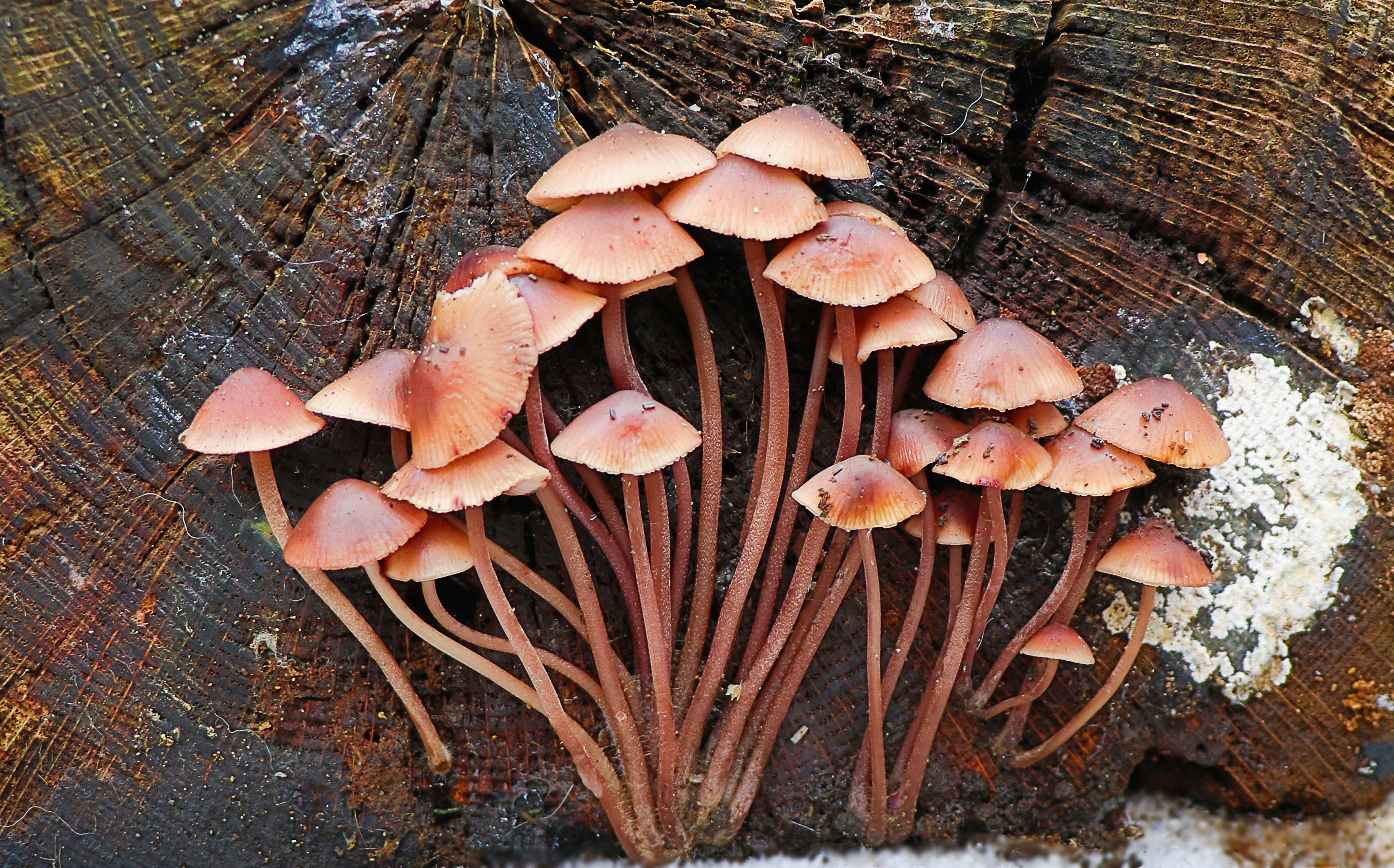 Coral-Pink Fungi Choir Adorning a Weathered Log