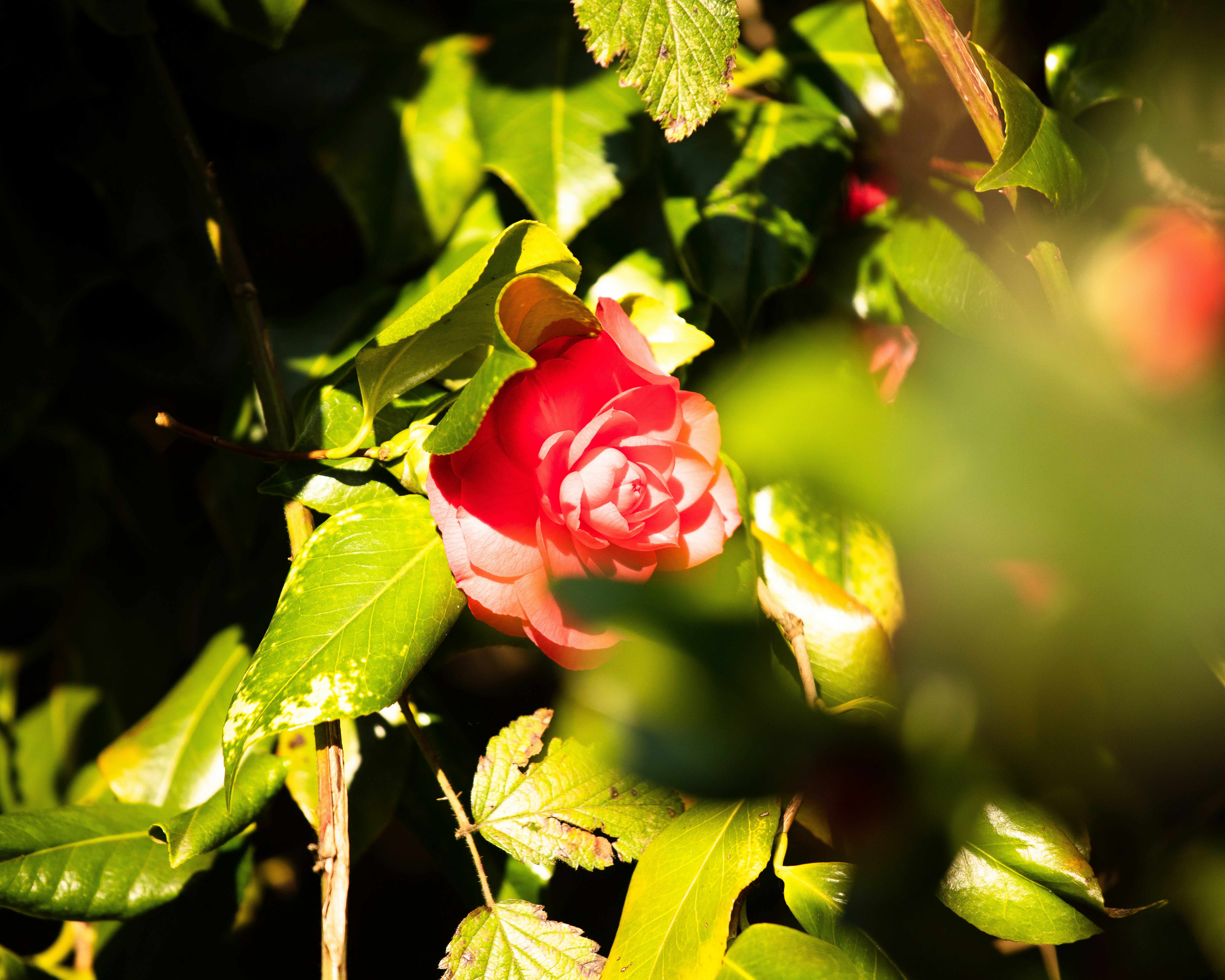 a pink rose on a bush