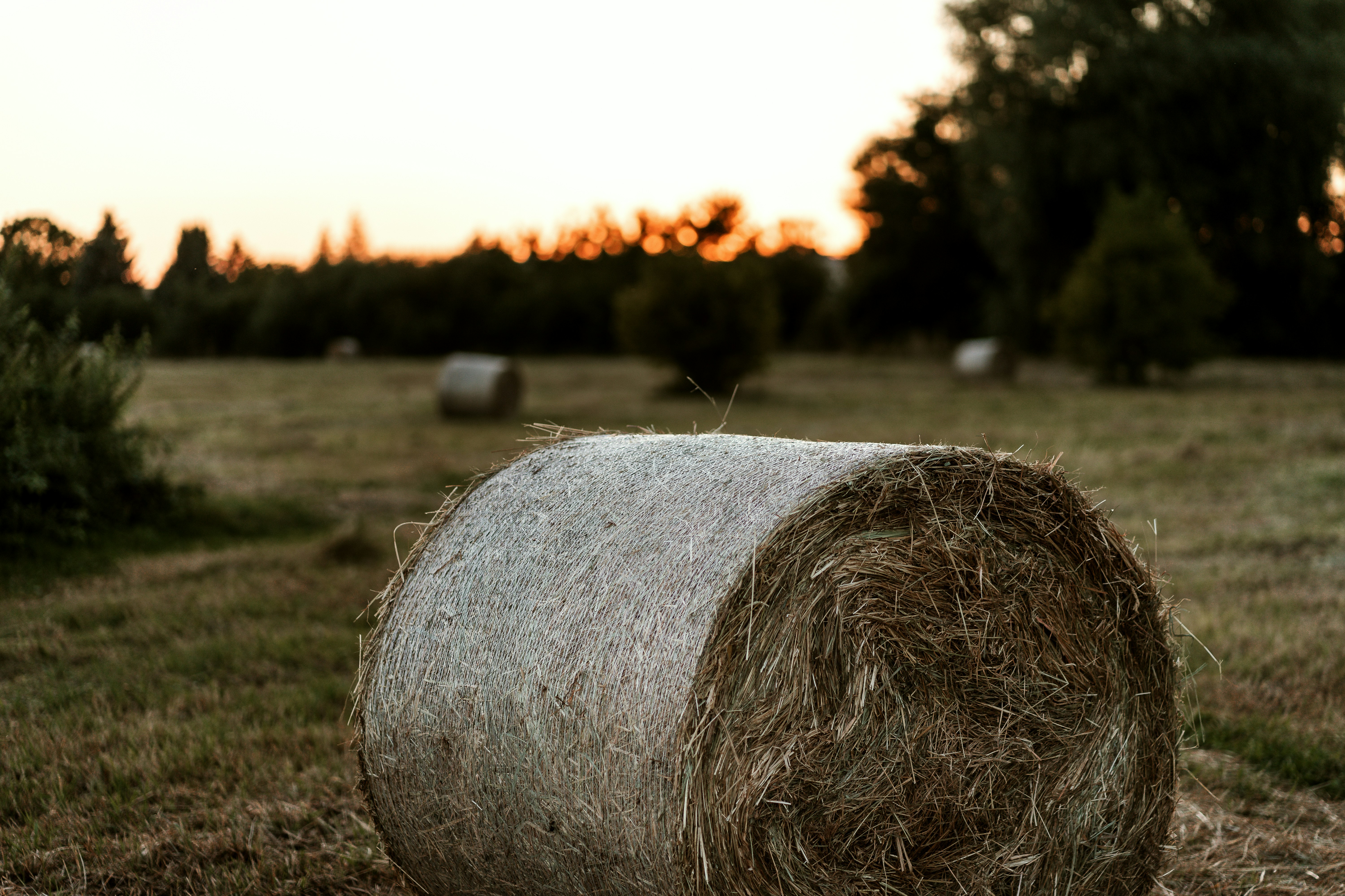 Dusk's Hay Bale: Quiet Anchor in a Sunlit Field