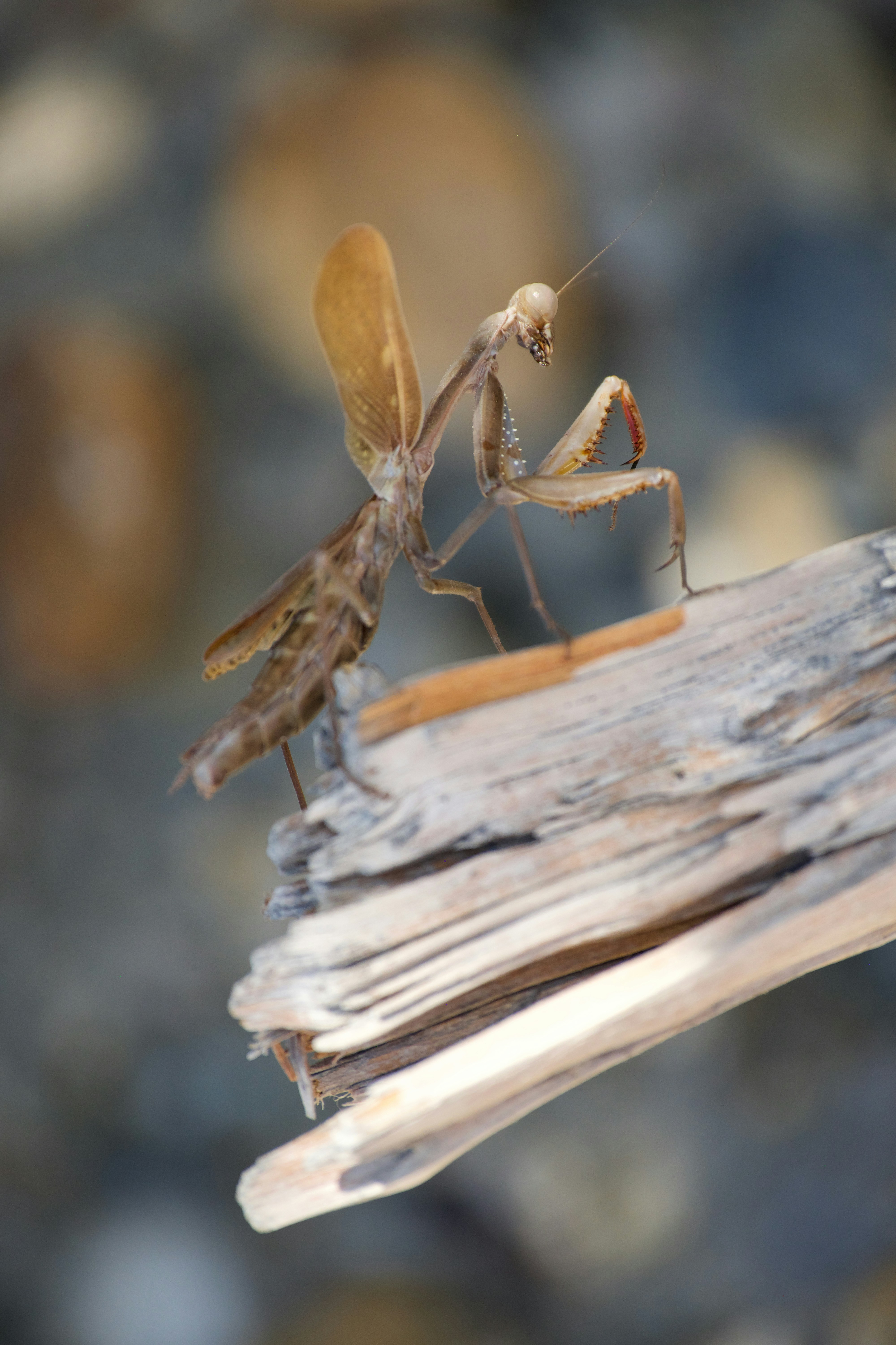 Amber Focus: A Praying Mantis Poised on Weathered Driftwood