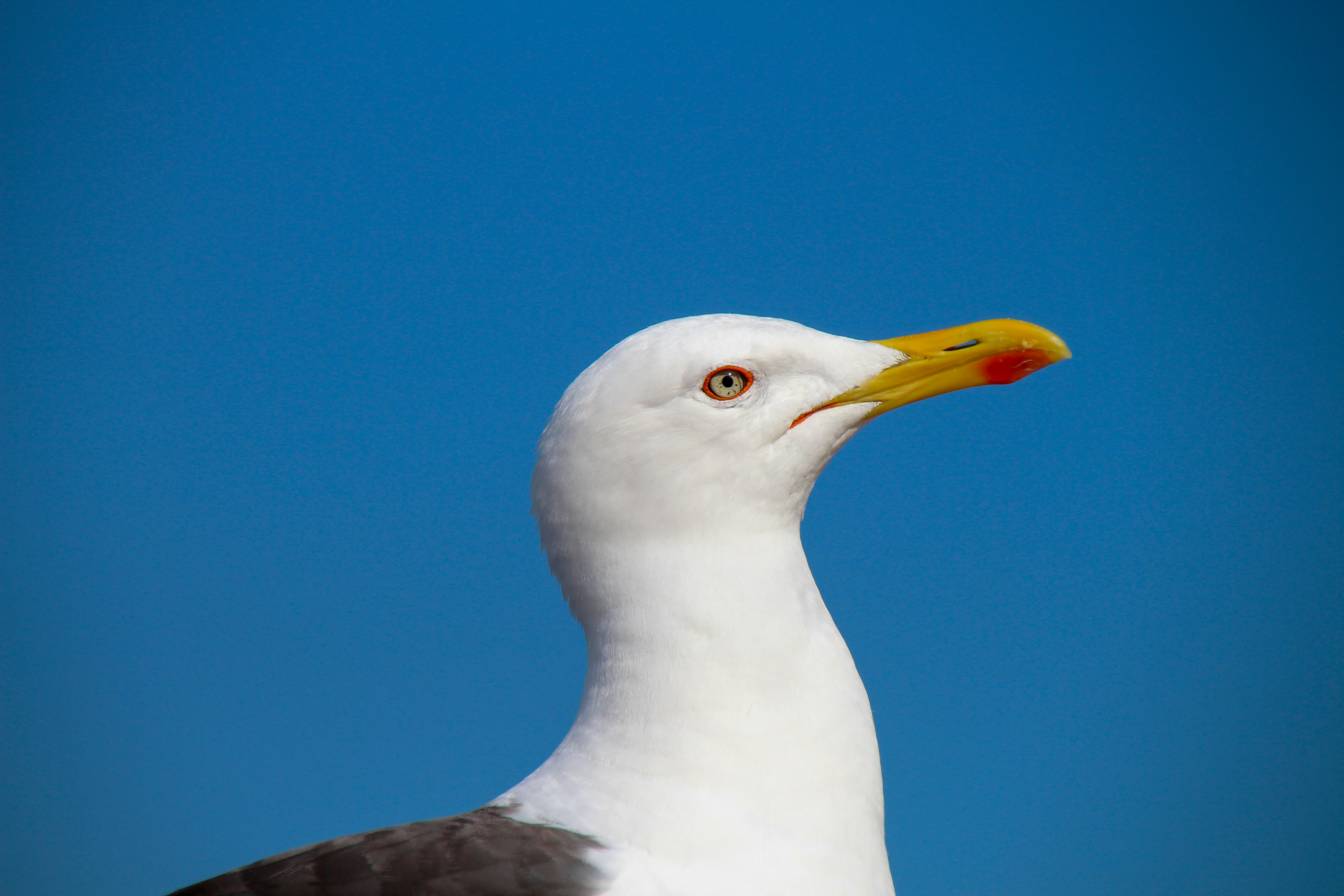 Photo by Barnabas Davoti with Canon EOS 650D