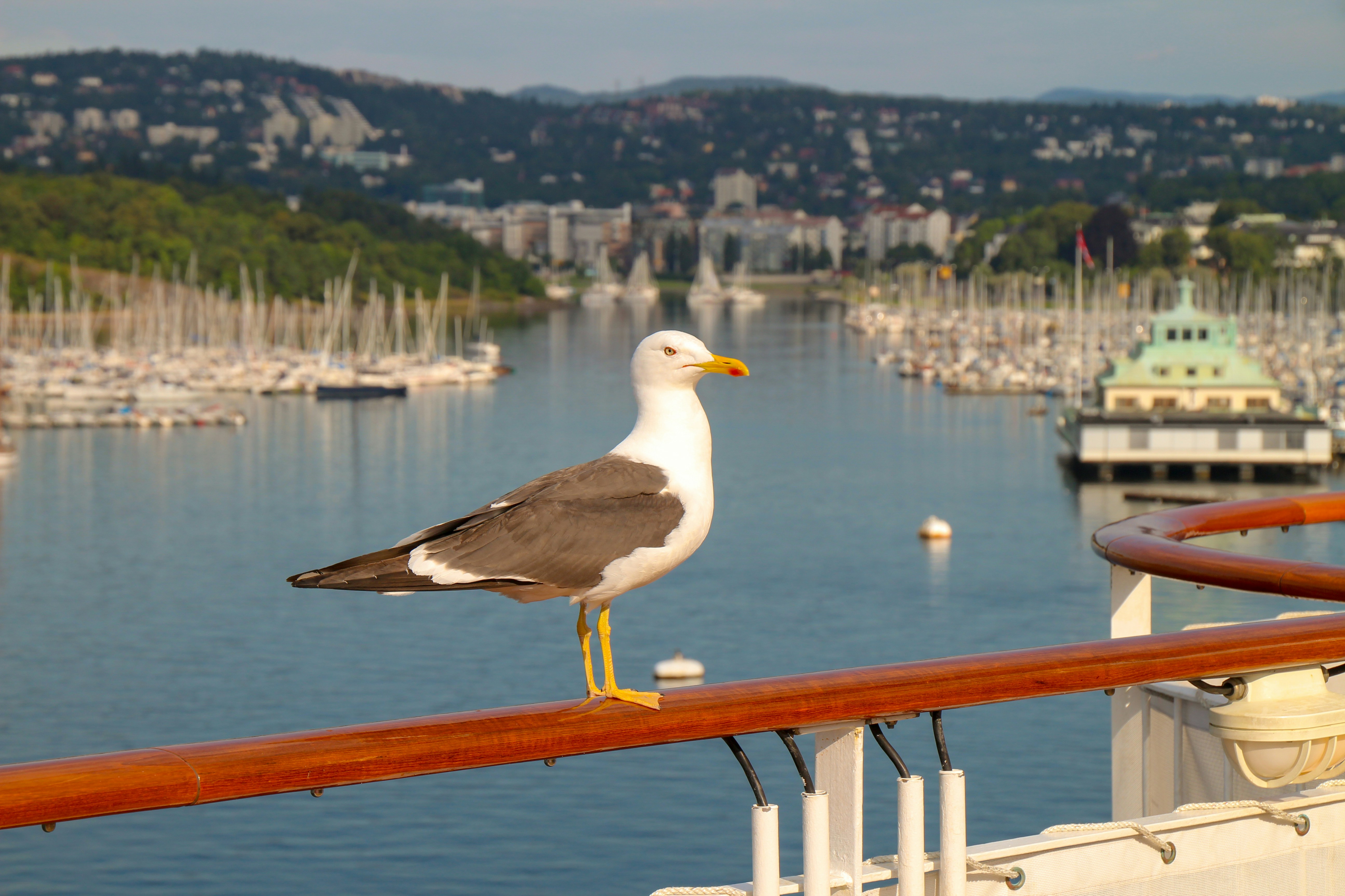 Harbor Sentinel: Seagull Perched Above the Marina