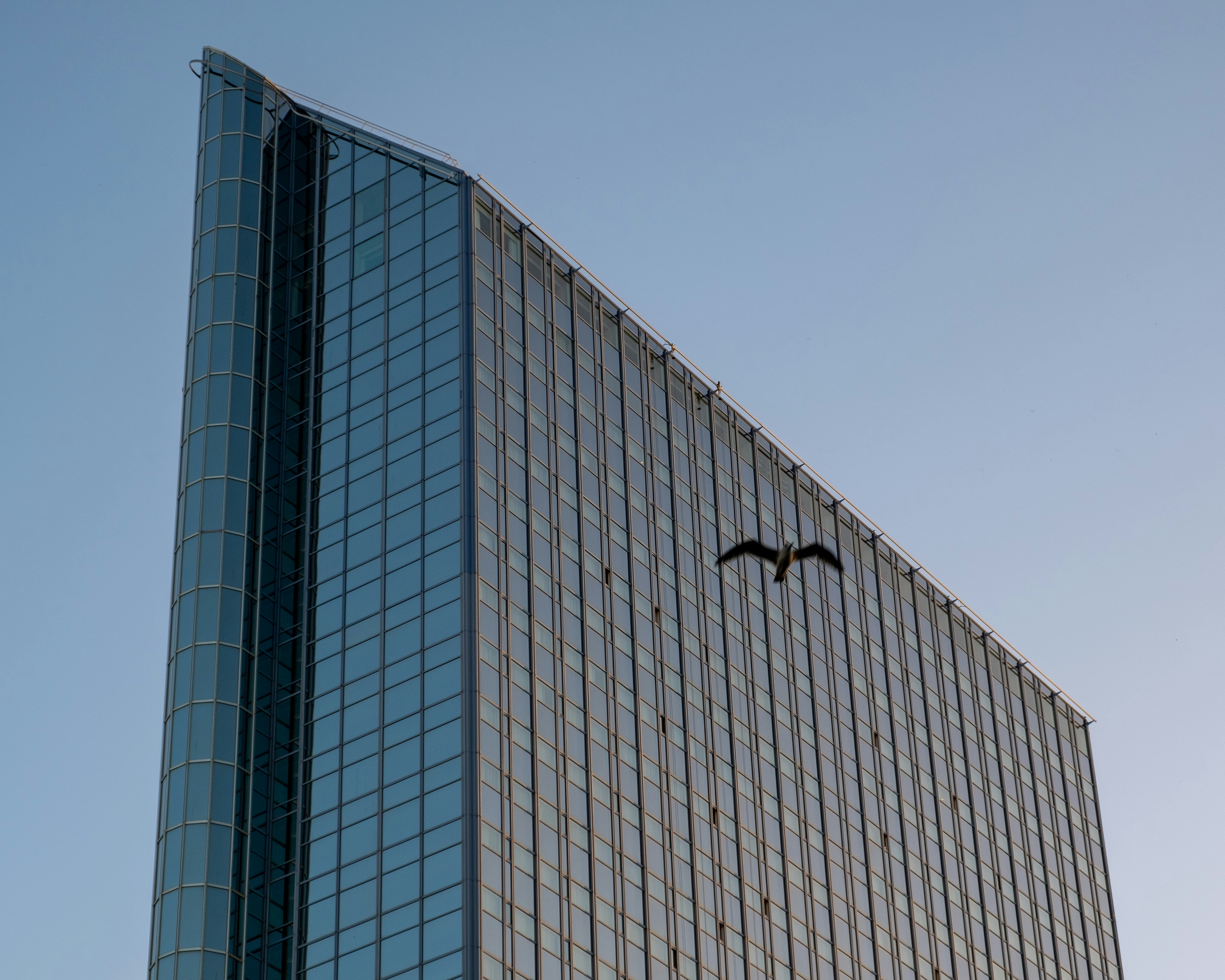 Winged Silhouette Over a Glass-Clad Skyline