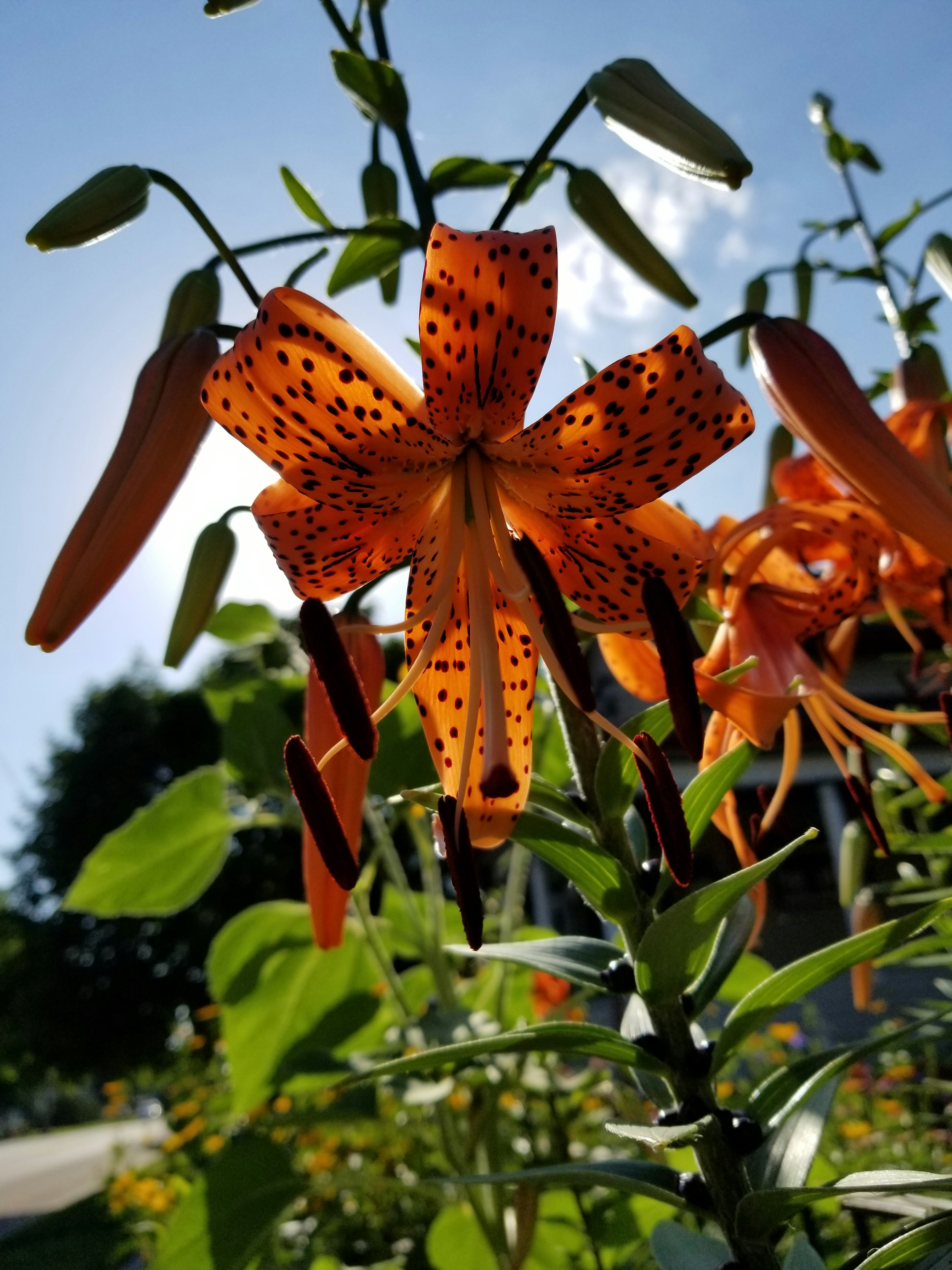 Amber Orchid Starlight: Close-Up Beneath Summer Skies