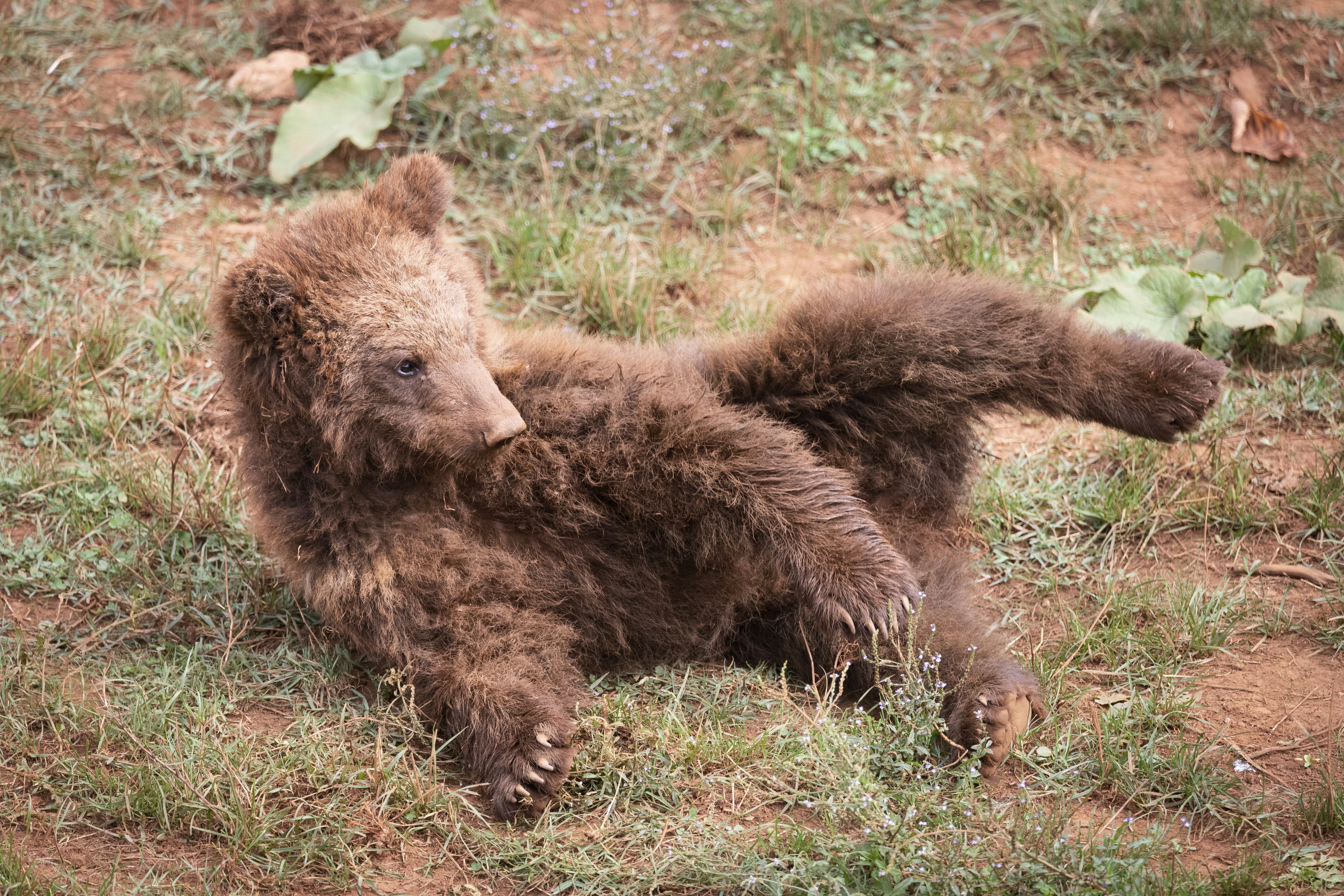 Baby Bear Pictures | Download Free Images on Unsplash