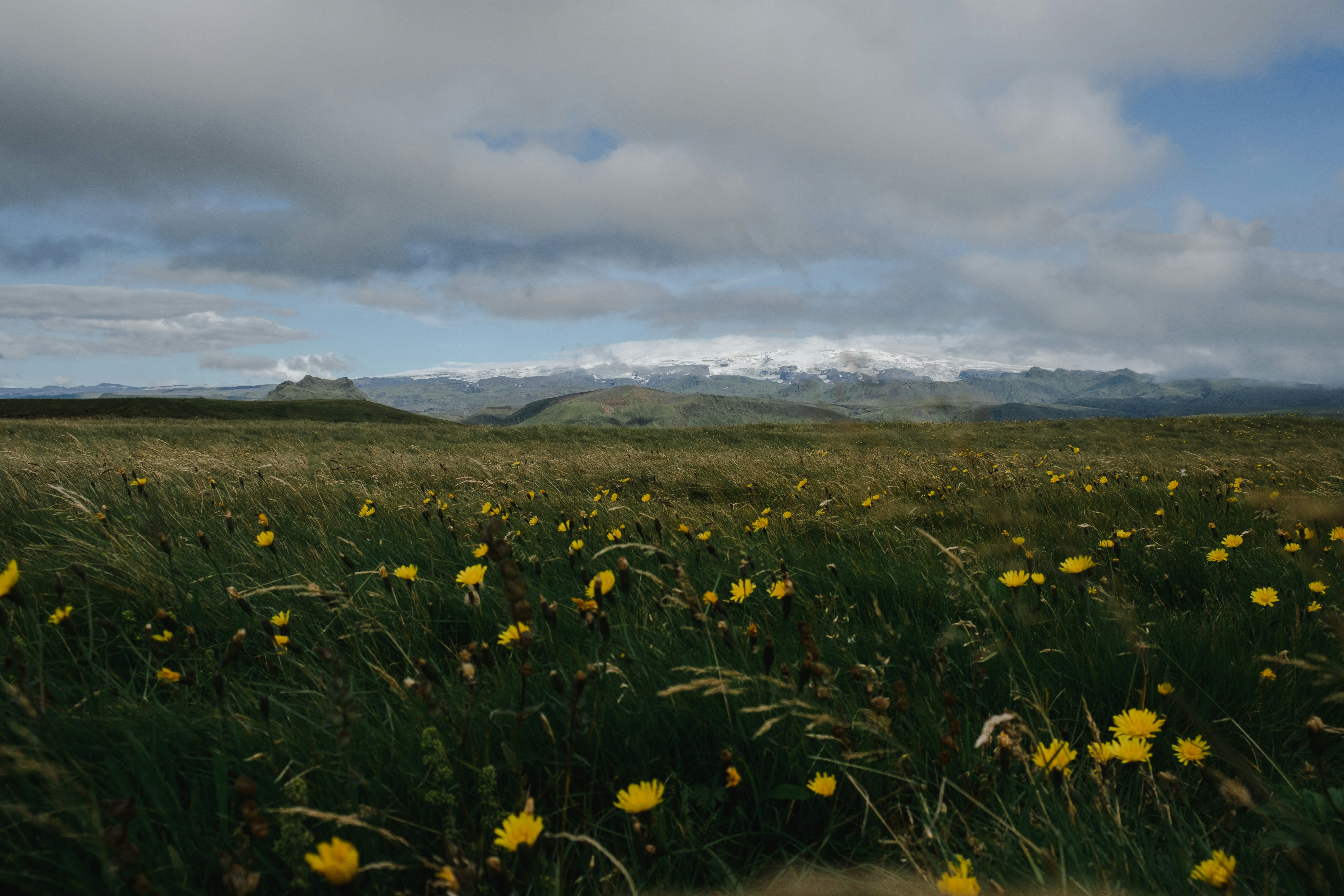 a field of yellow flowers
