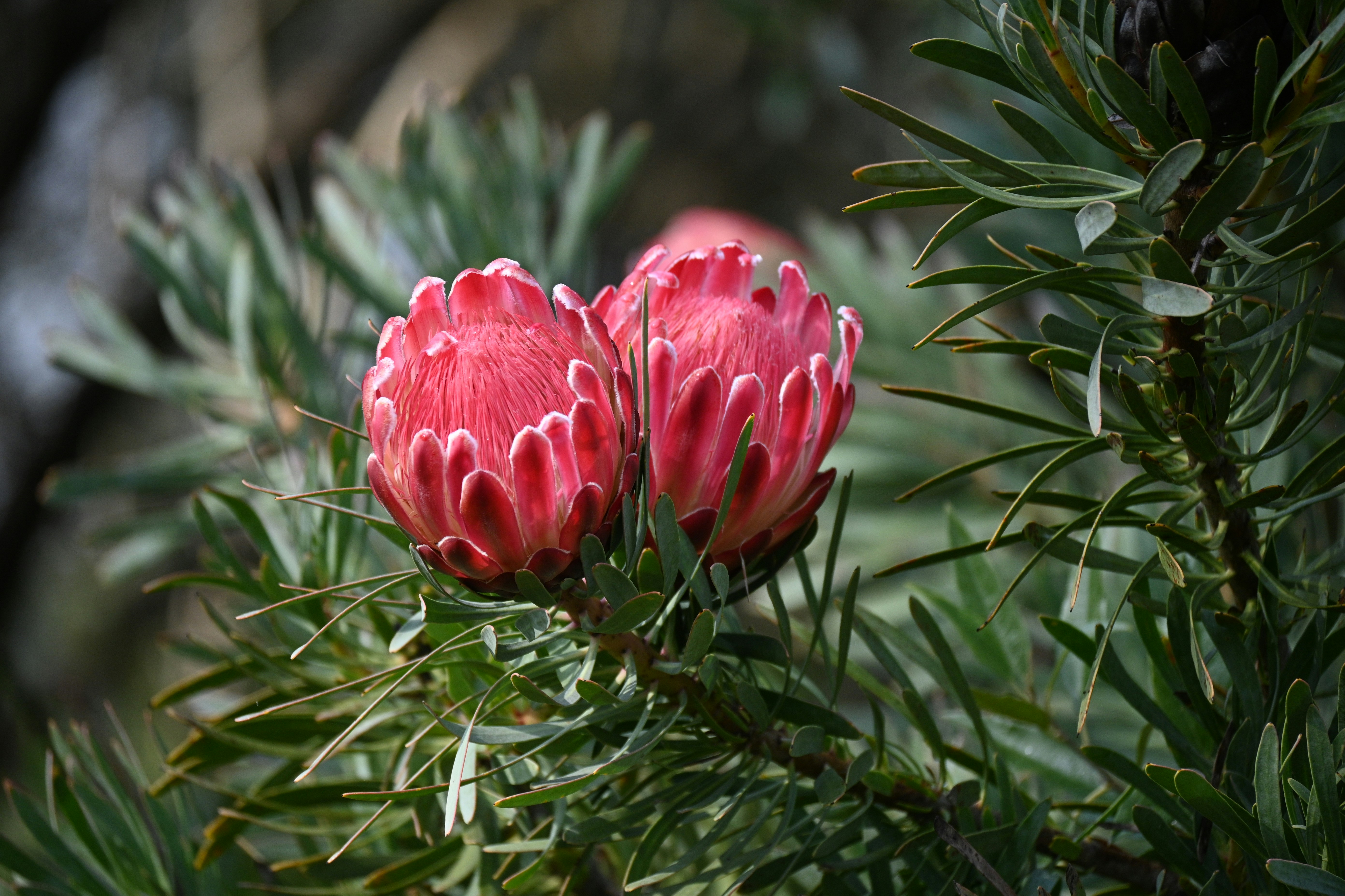 Vibrant pink protea flowers nestled among lush green foliage, showcasing their intricate textures and natural beauty.