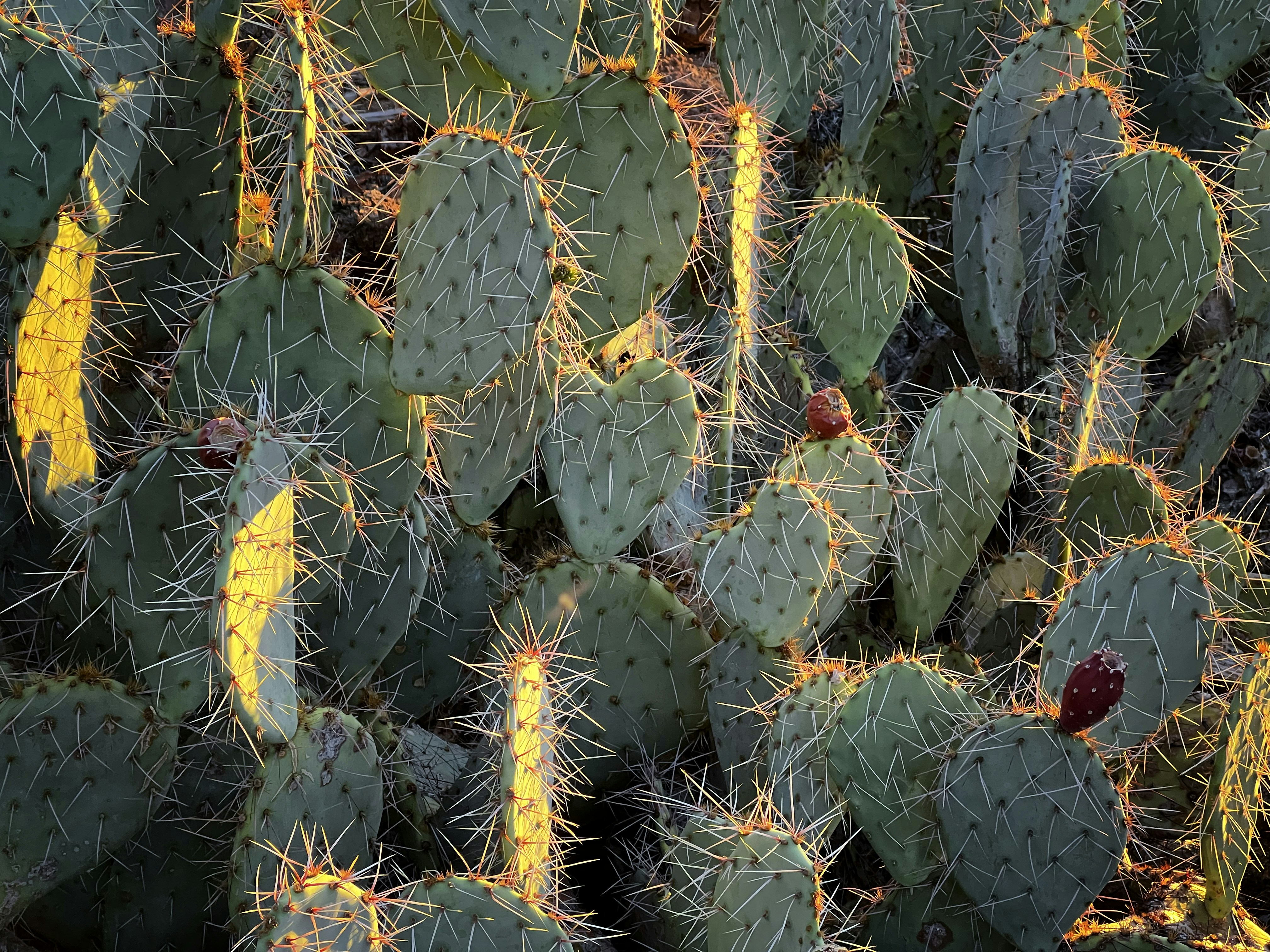 Gold-Threaded Opuntia: a sunlit mosaic of cactus pads