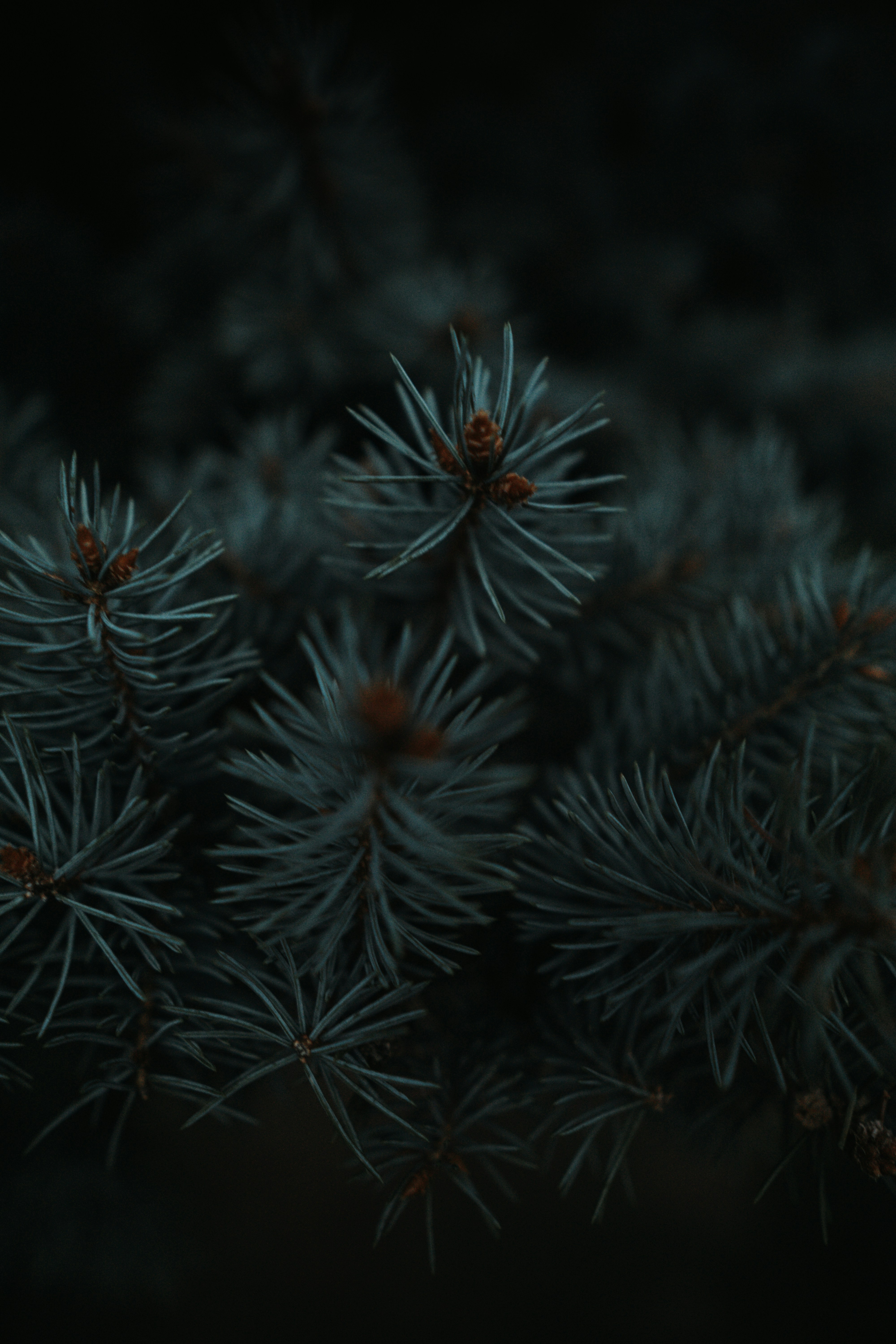 A close up of a pine tree photo – Free Black Image on Unsplash