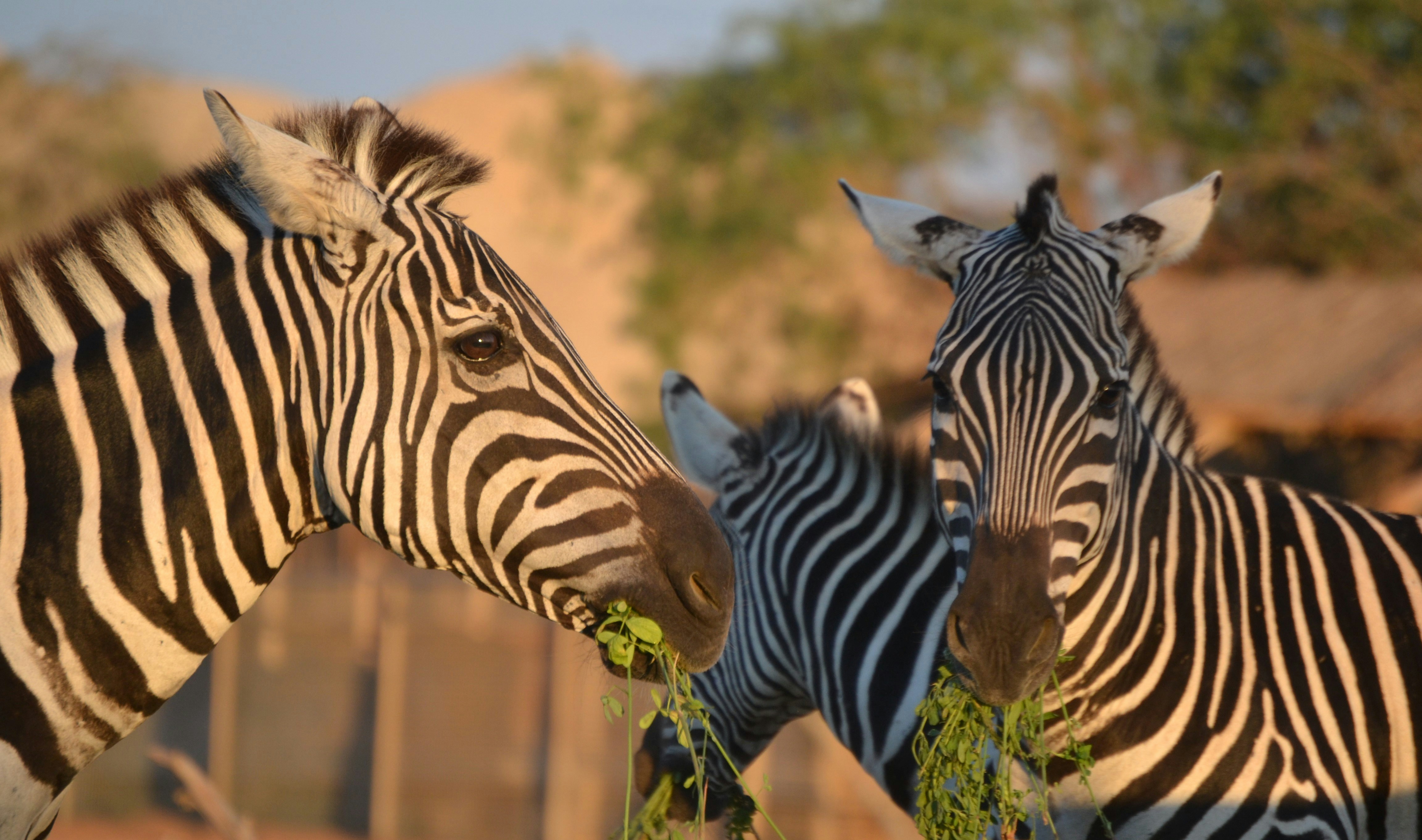 Grazing zebras
