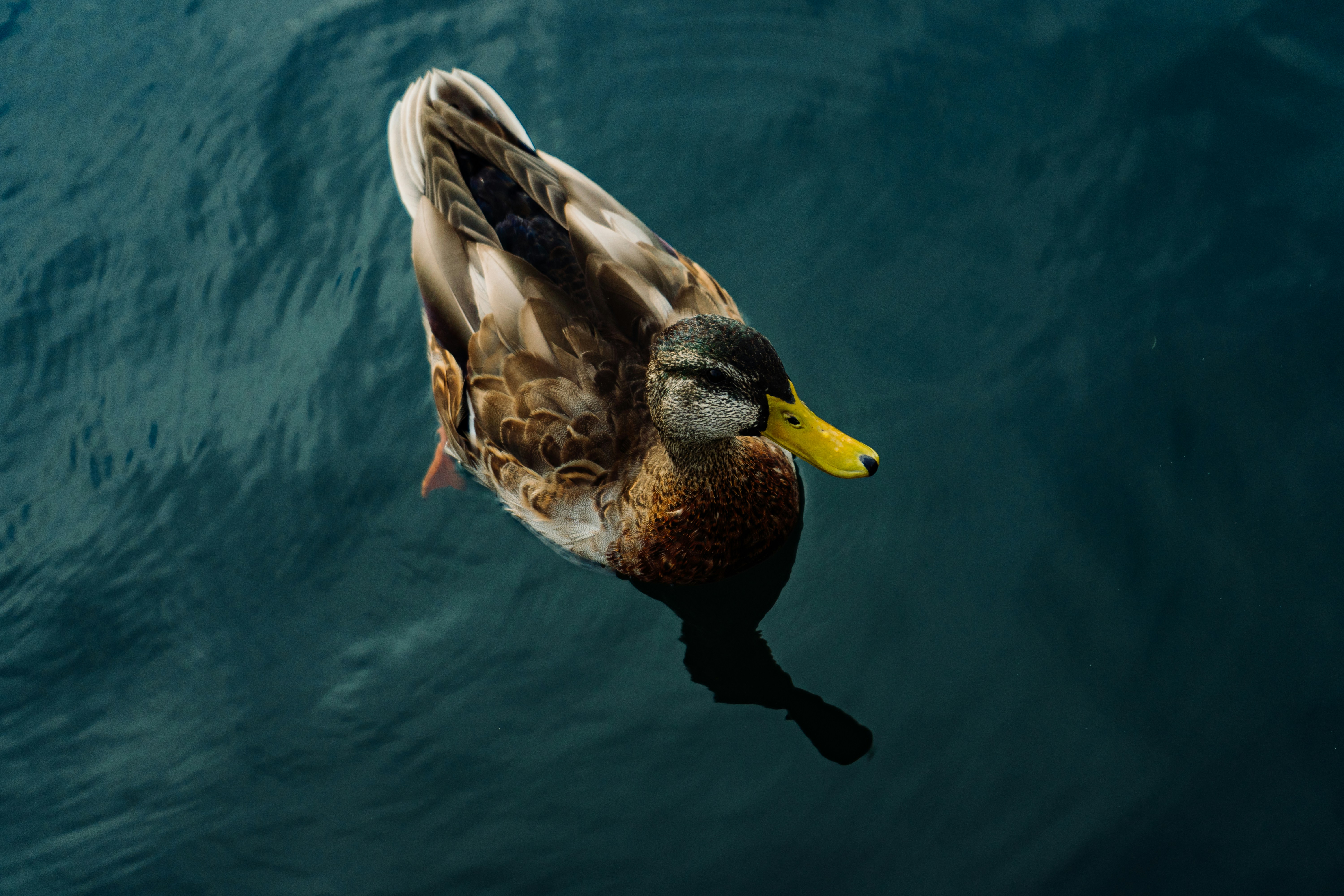 A mallard duck gliding gracefully across a tranquil body of water, reflecting the calmness of its surroundings.