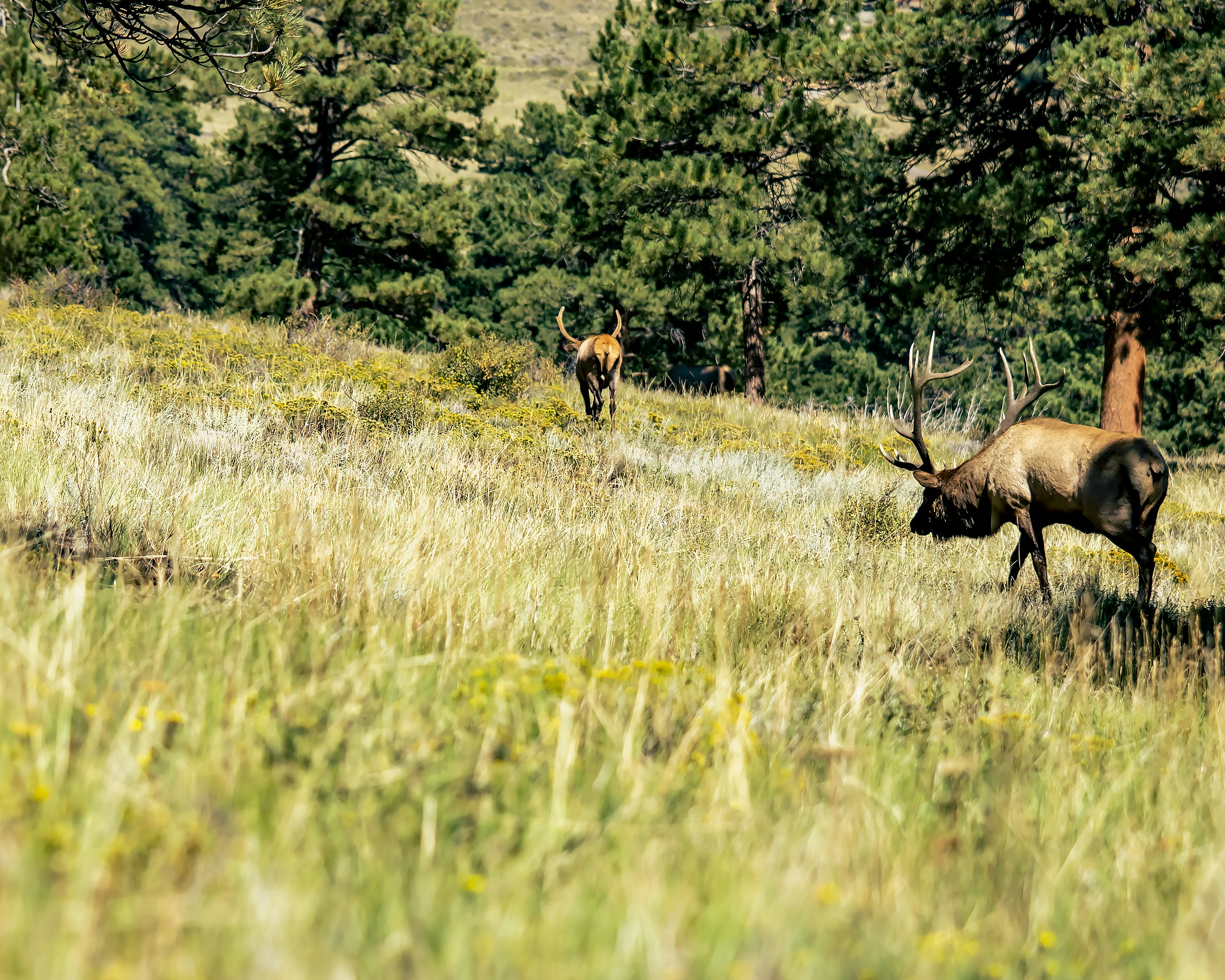 A couple of elk in a field photo – Free Usa Image on Unsplash
