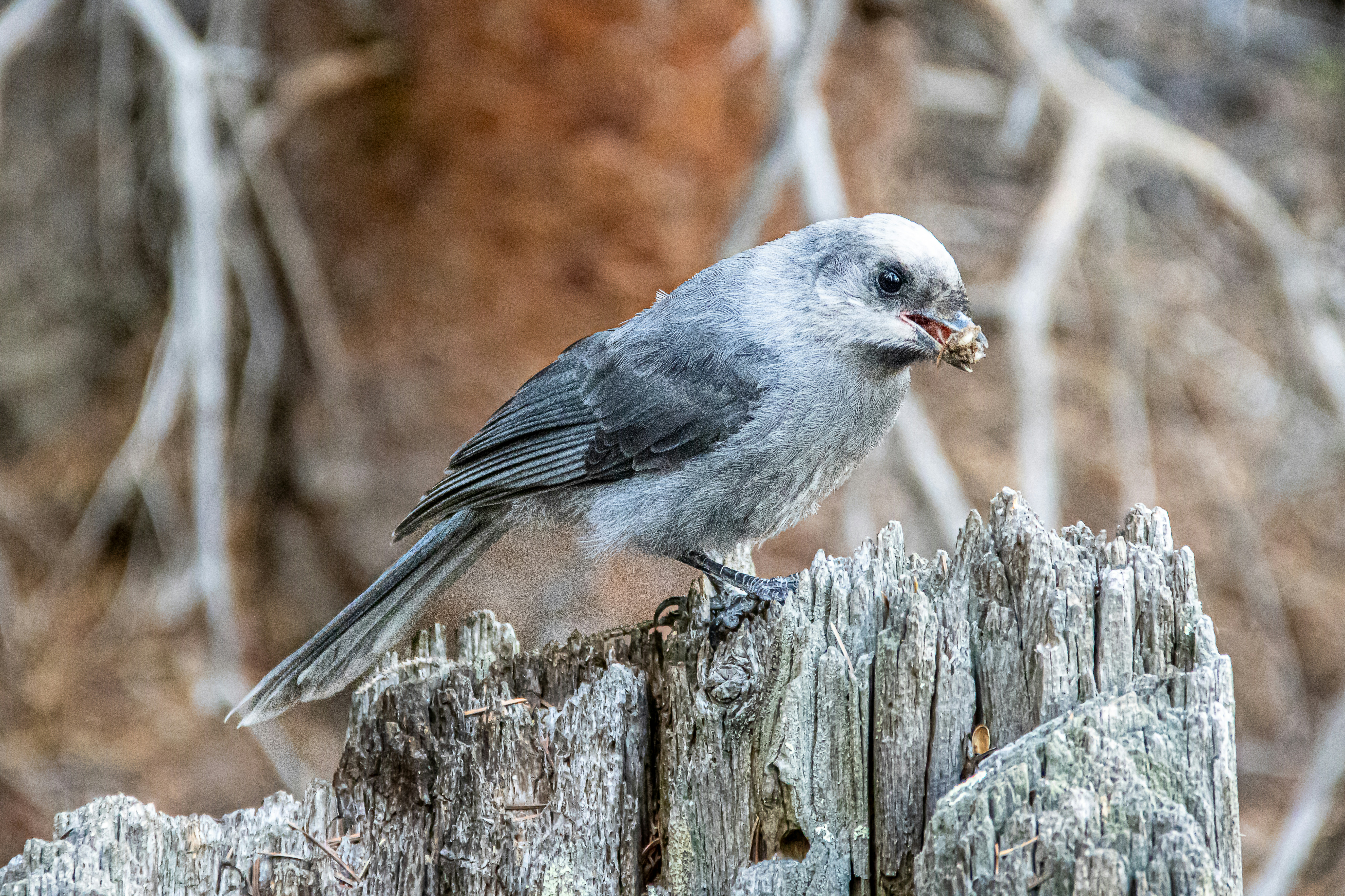 a bird on a tree stump