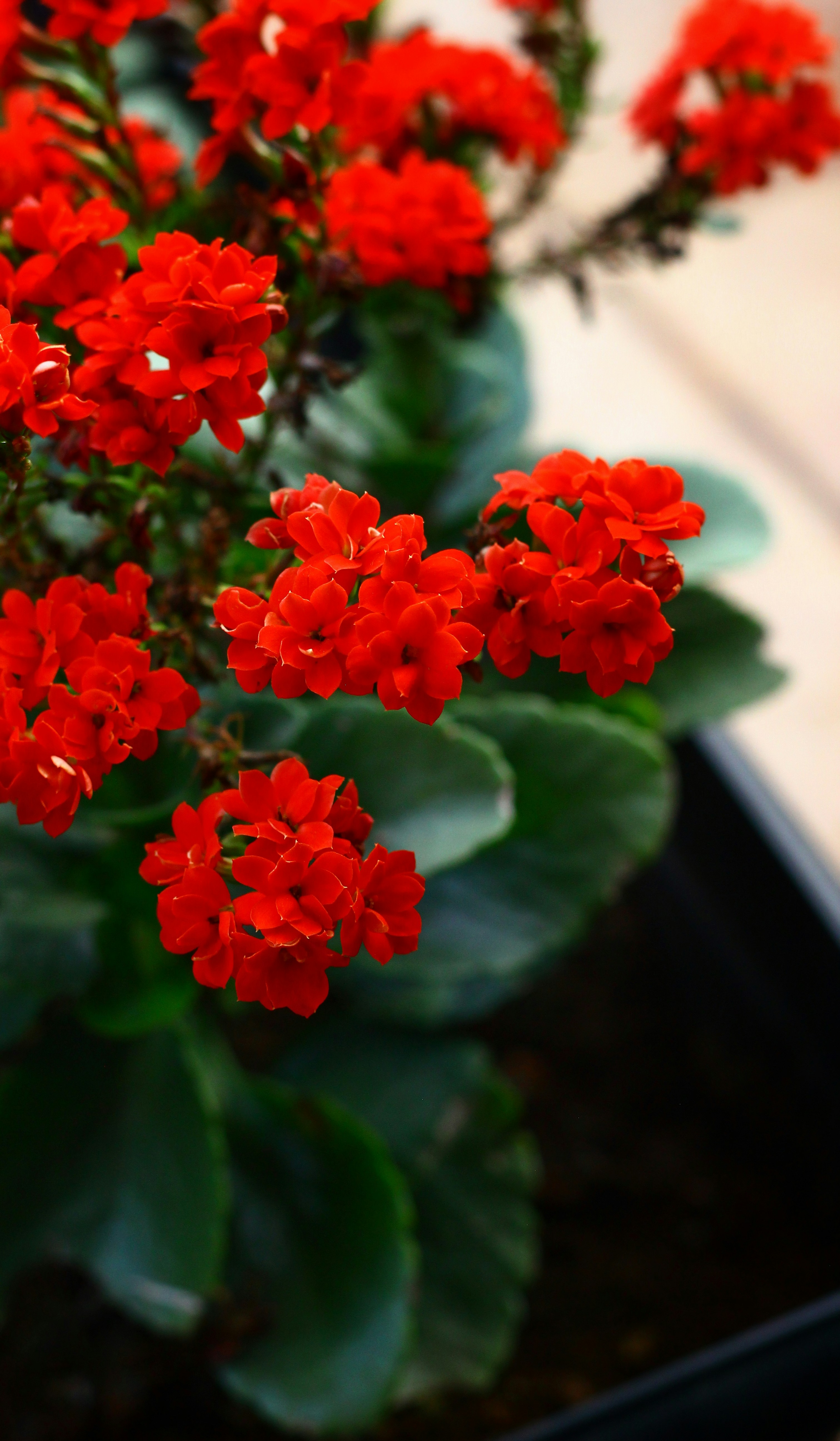 Crimson Clusters: a close-up of vibrant geranium blooms