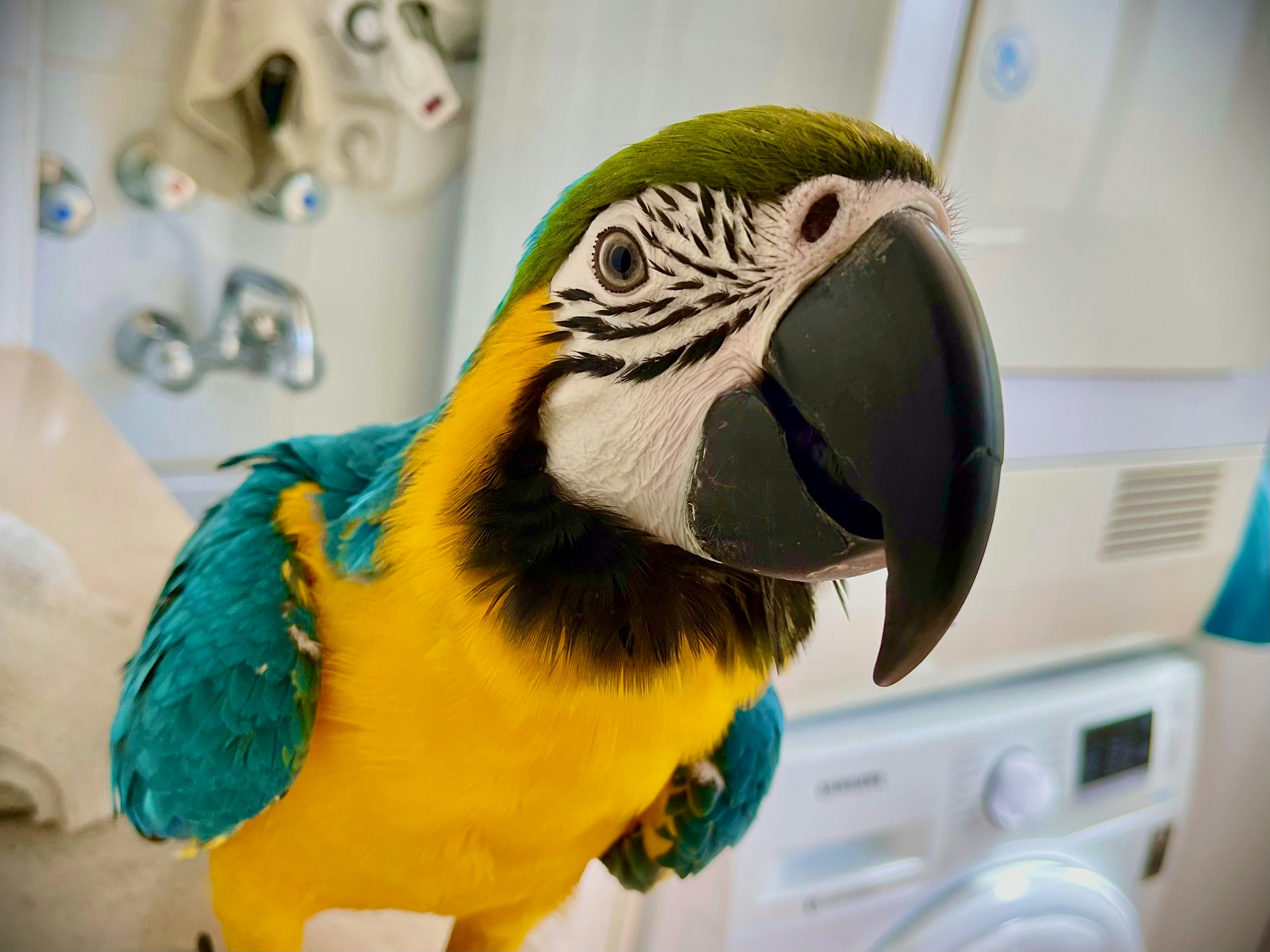 Close-Up of a Vibrant Macaw Under Clinic Lighting
