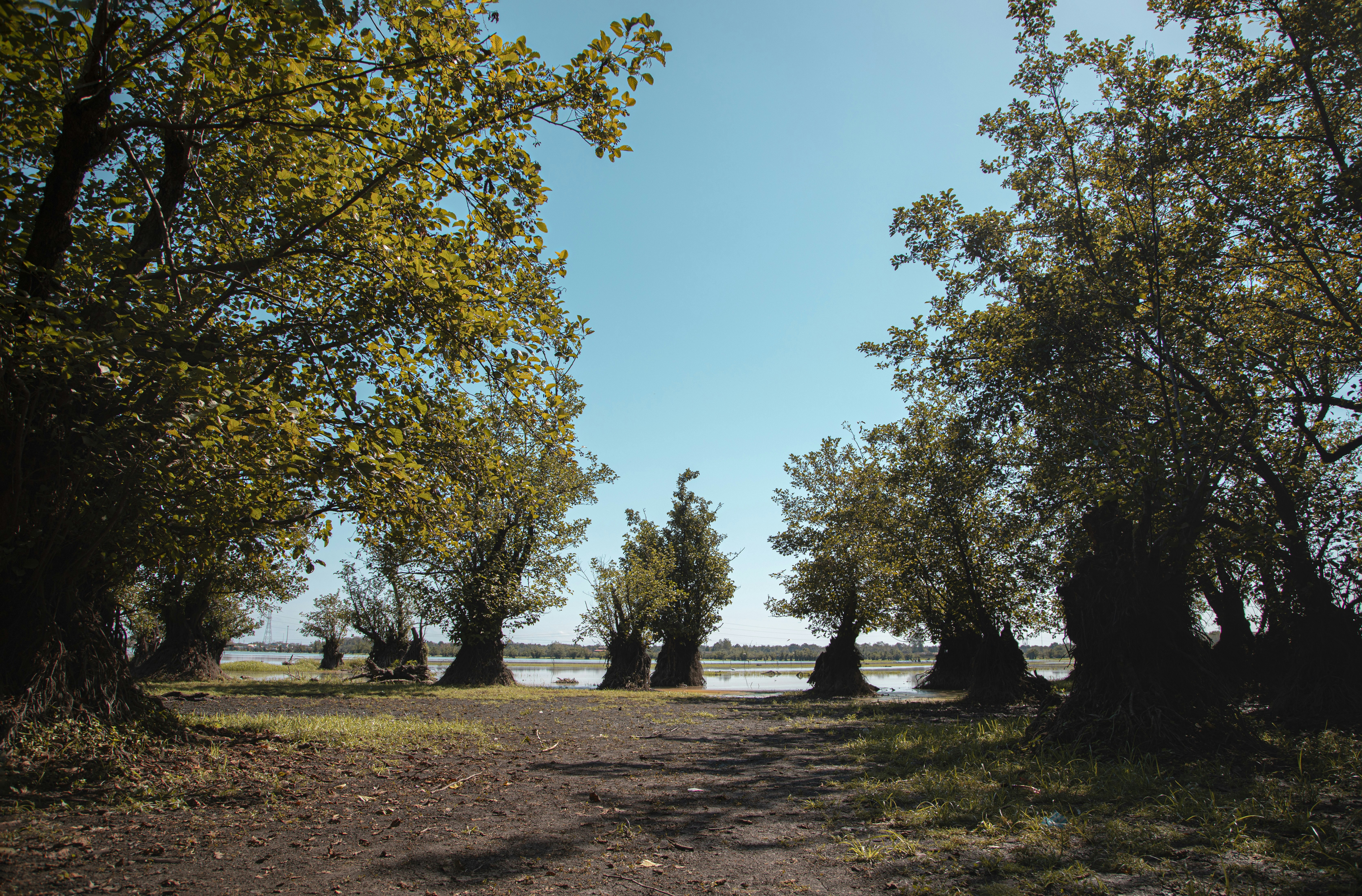 Whispering Trees by the Lakeside