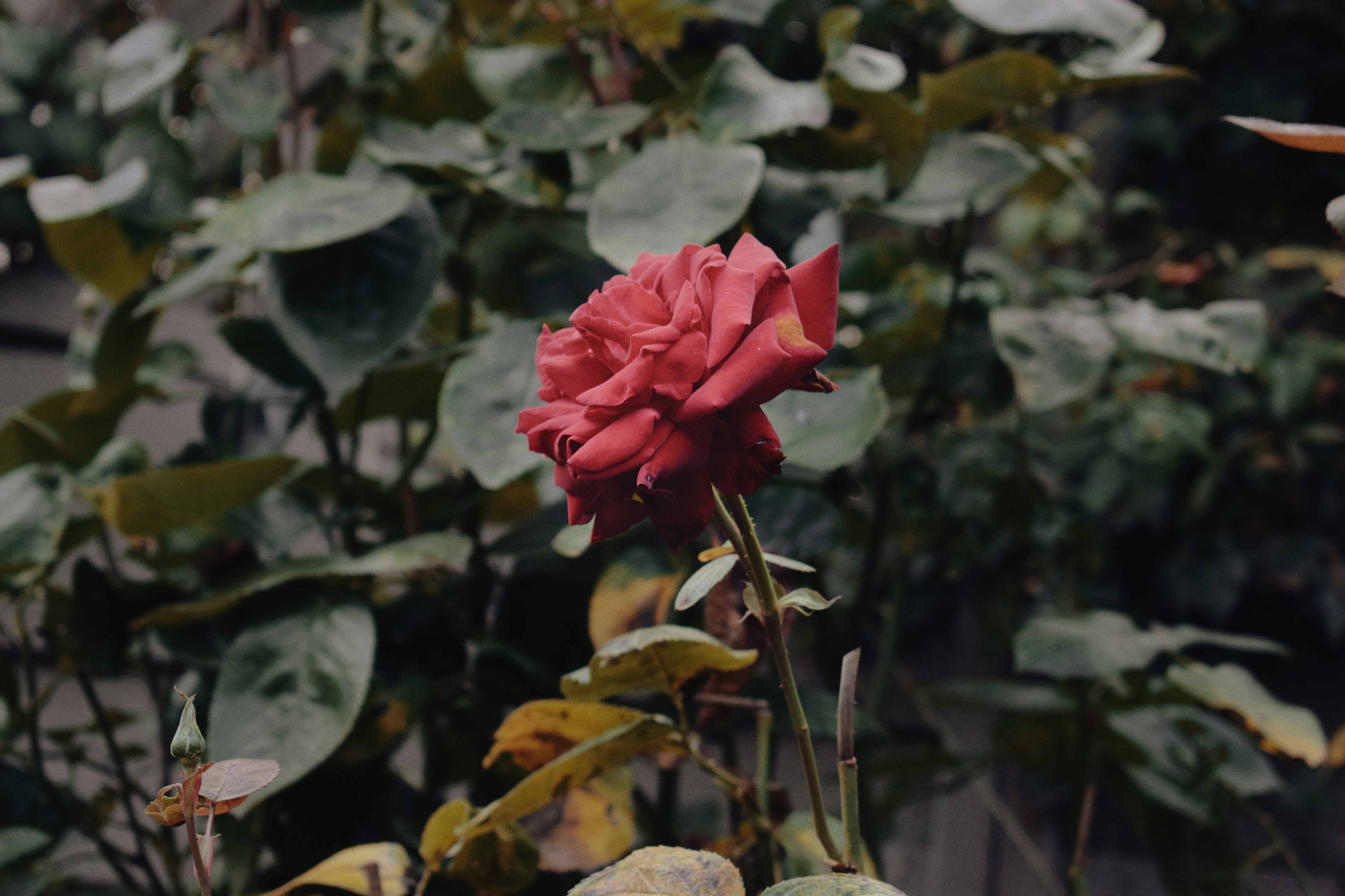 Crimson Rose in Dappled Light: A Quiet Garden Study