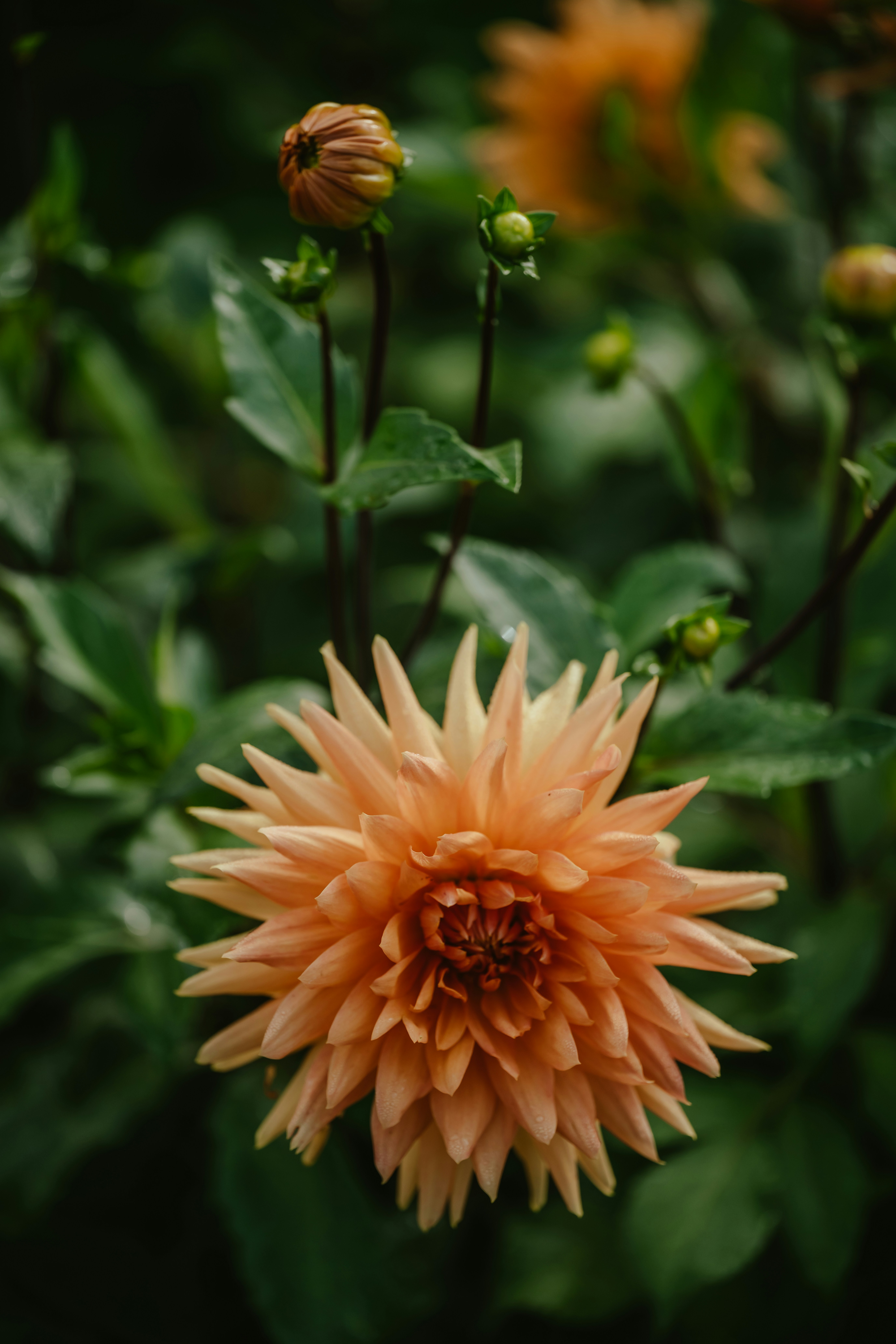 Peach Dahlia: Velvet Petals Against a Secret Garden Mist