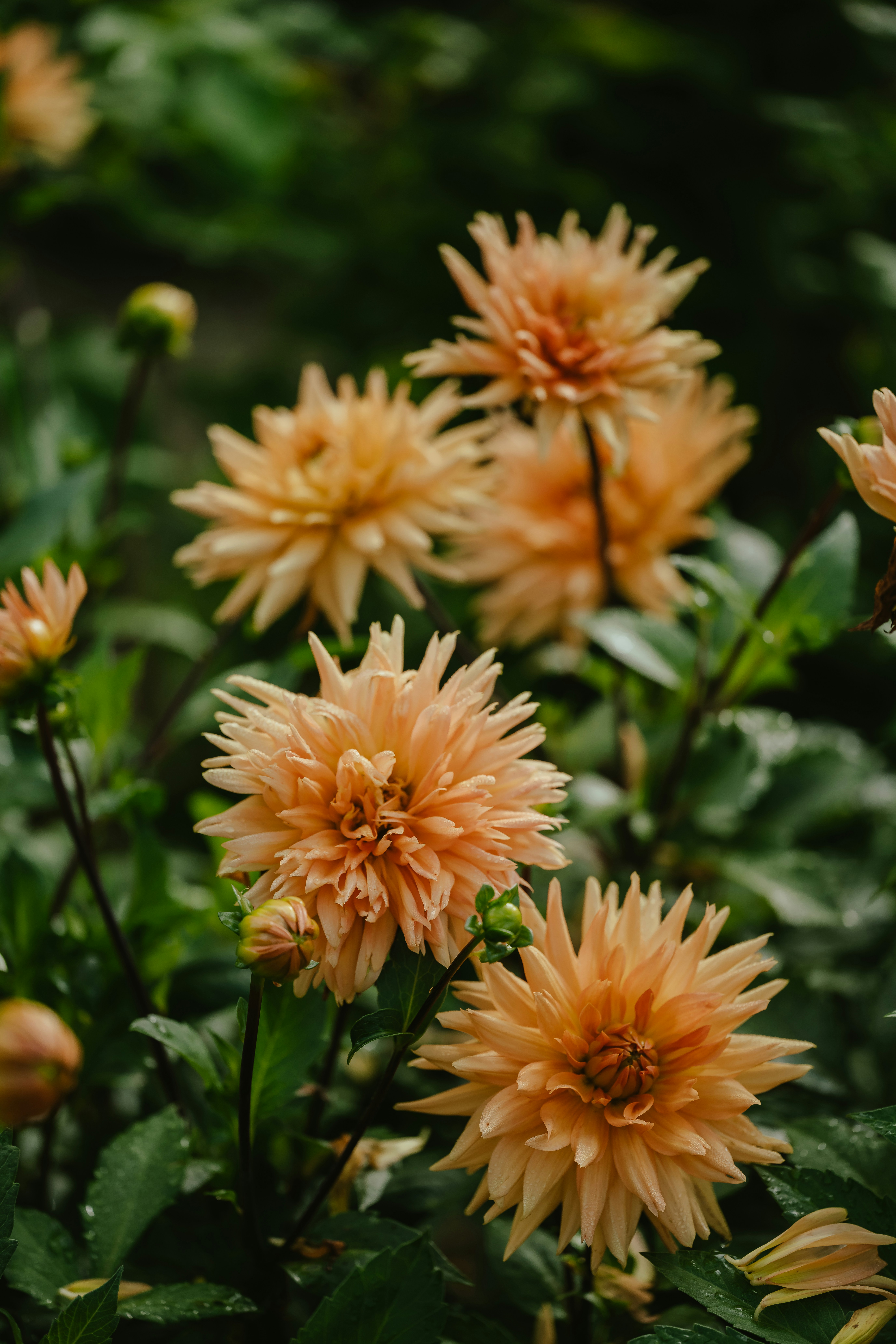 Peach-colored dahlias bloom amidst lush greenery, showcasing intricate petal structures and delicate water droplets.