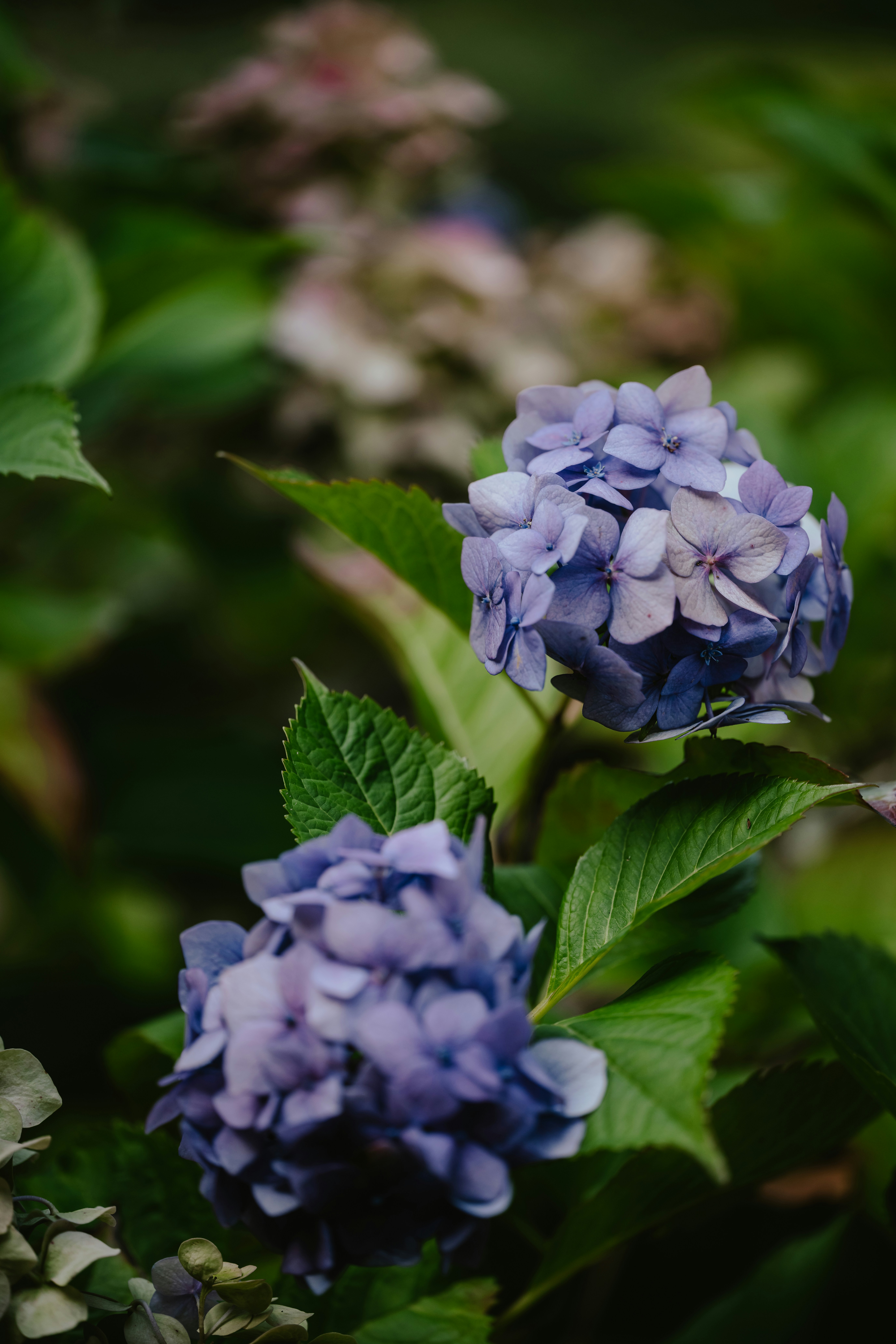 Photo by Annie Spratt with Nikon Z7