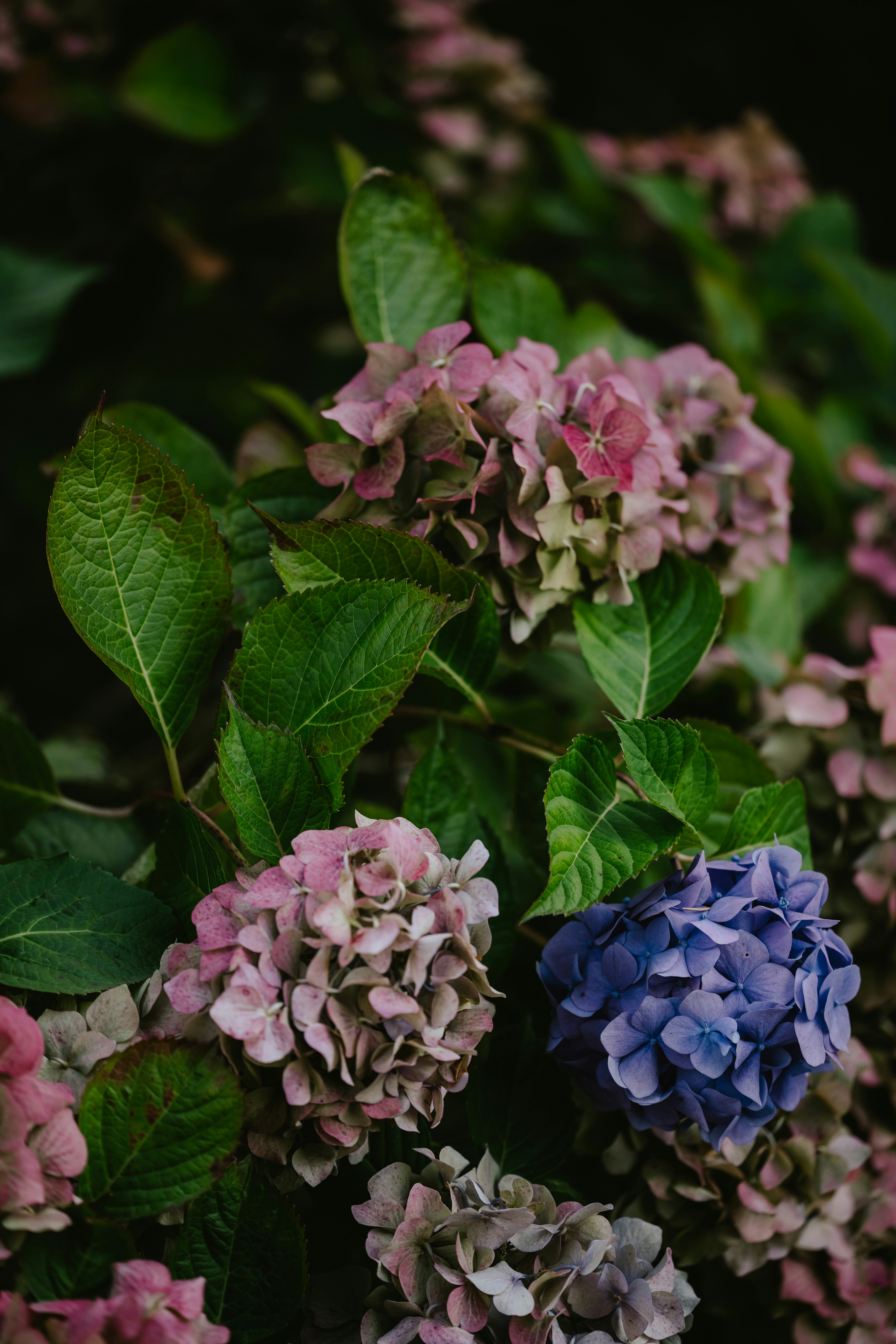 Free Dew drops Image on Unsplash