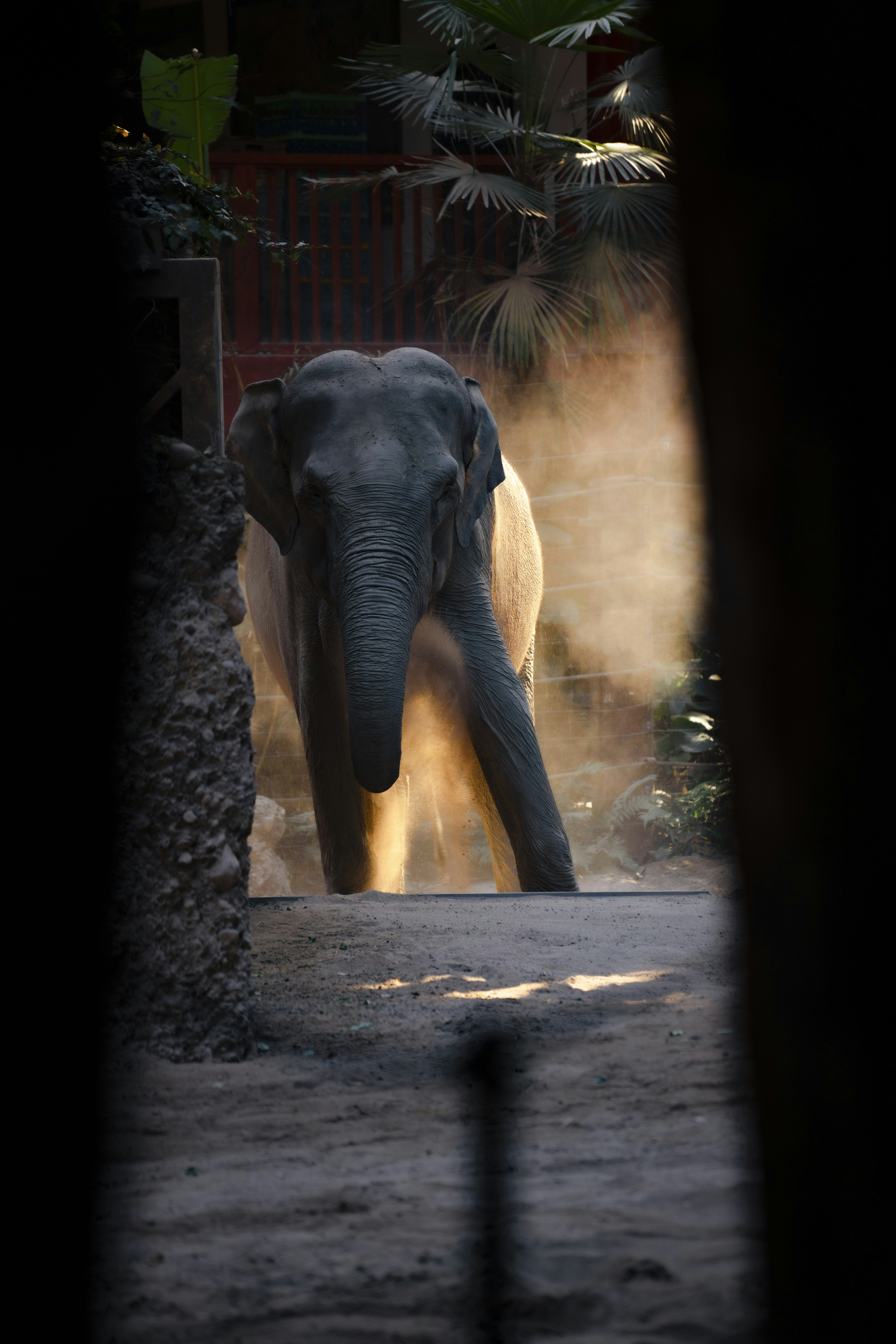 Slim silhouette of an elephant stepping into a sunlit clearing