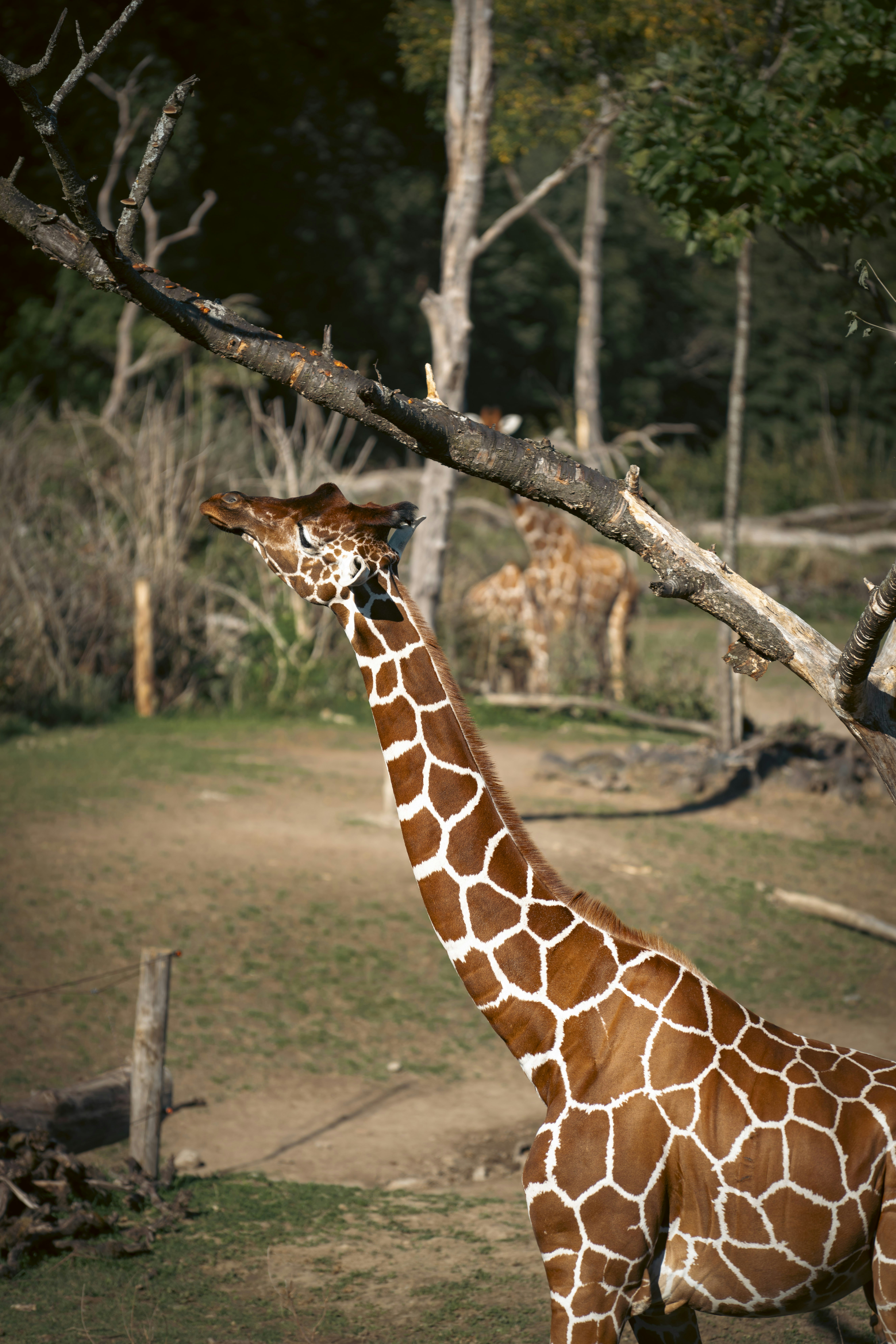 Branching Reach: A Giraffe Extends Its Neck in a Quiet Exhibit