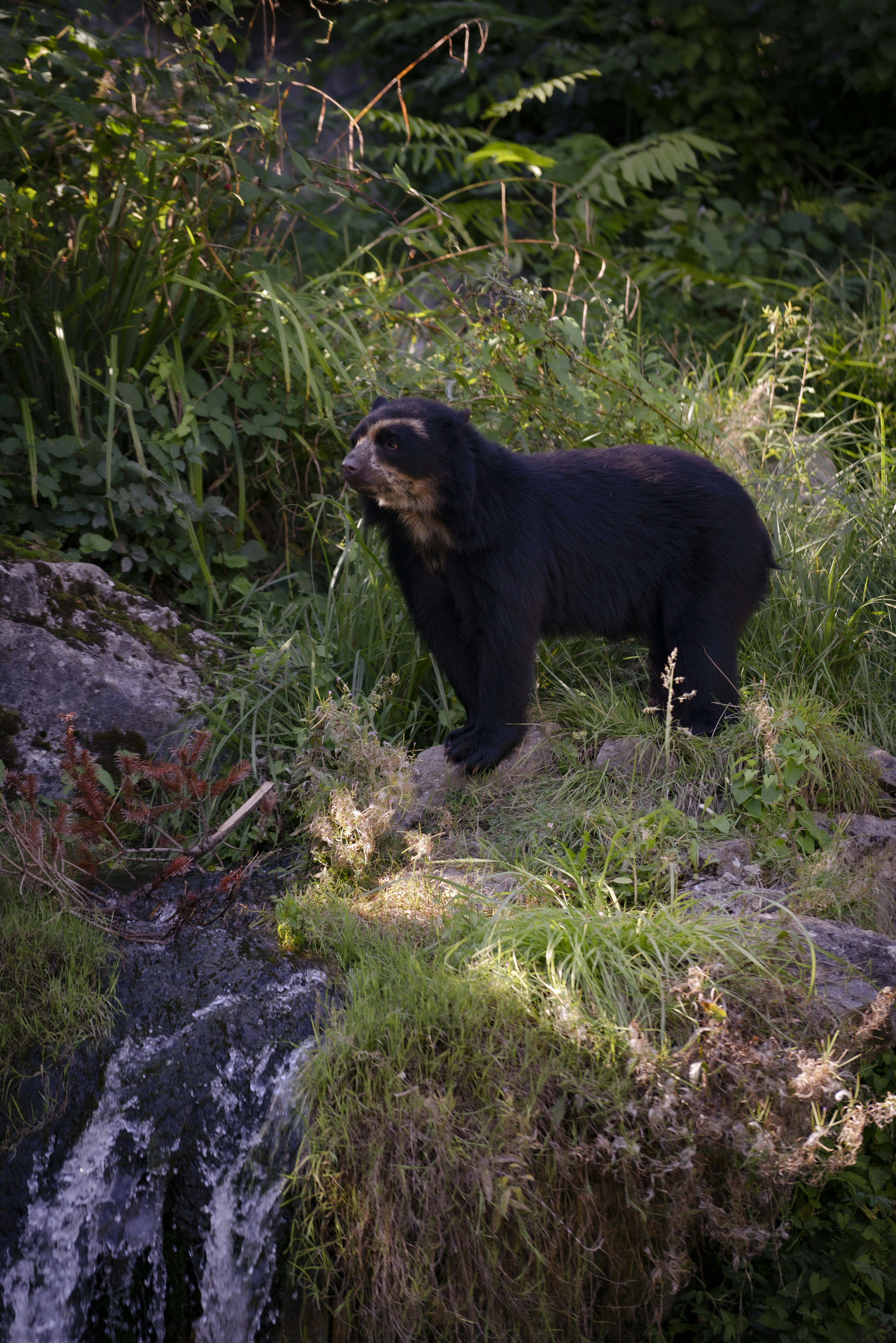 Black Bear Cub Pictures | Download Free Images on Unsplash
