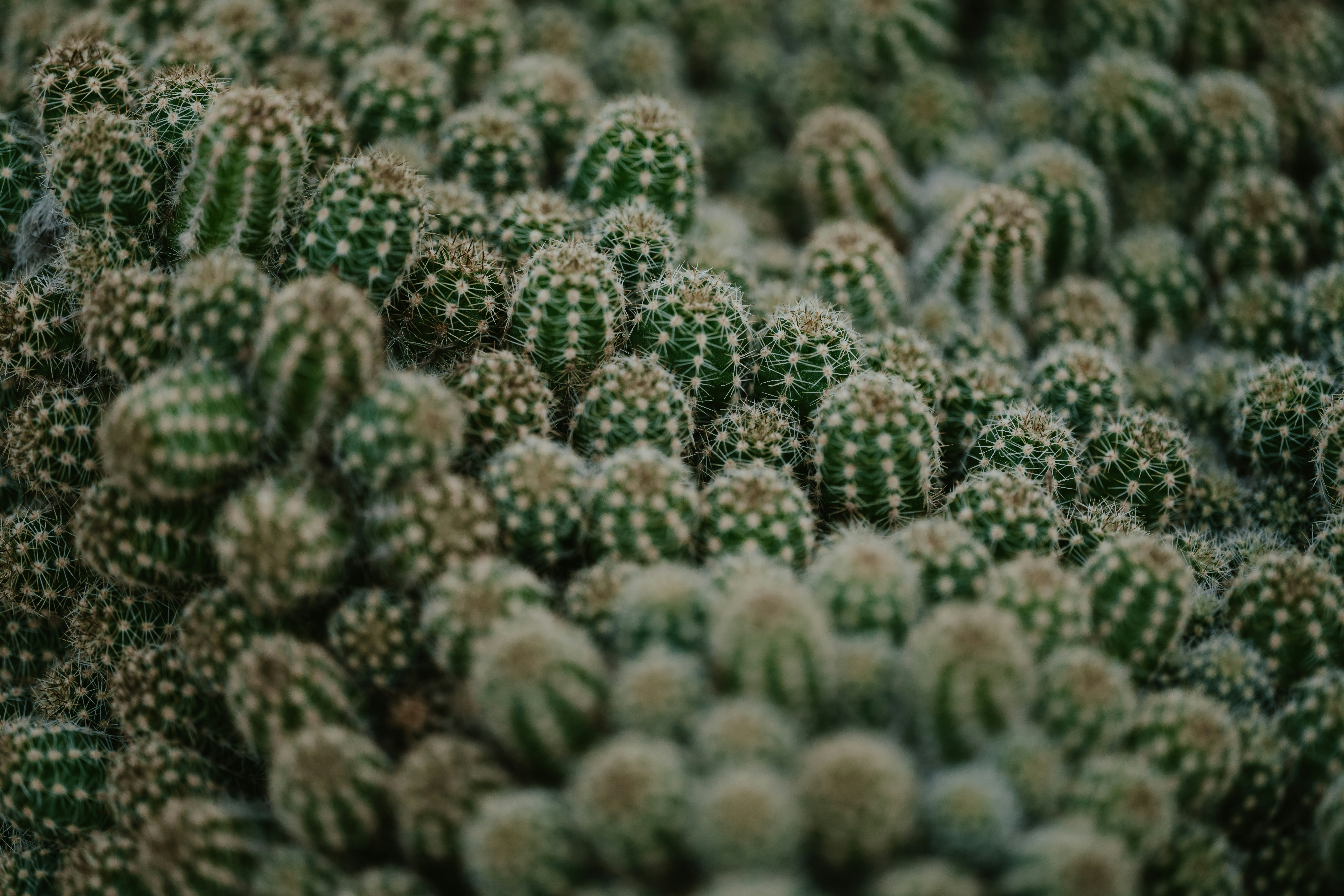 Thorns and Textures: A Cactus Symphony