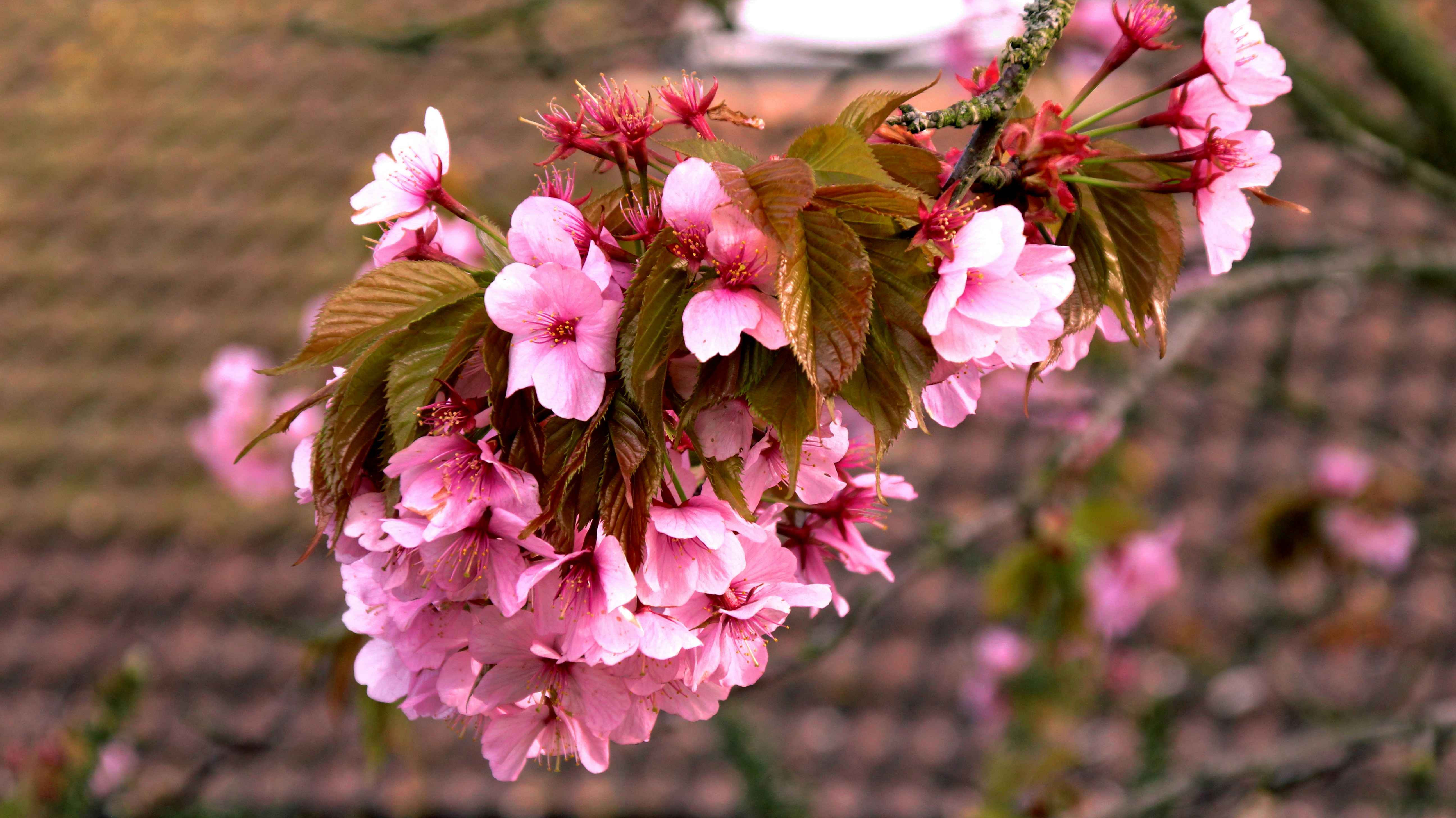 Blossoms in Bloom: A Study of Spring's Palette