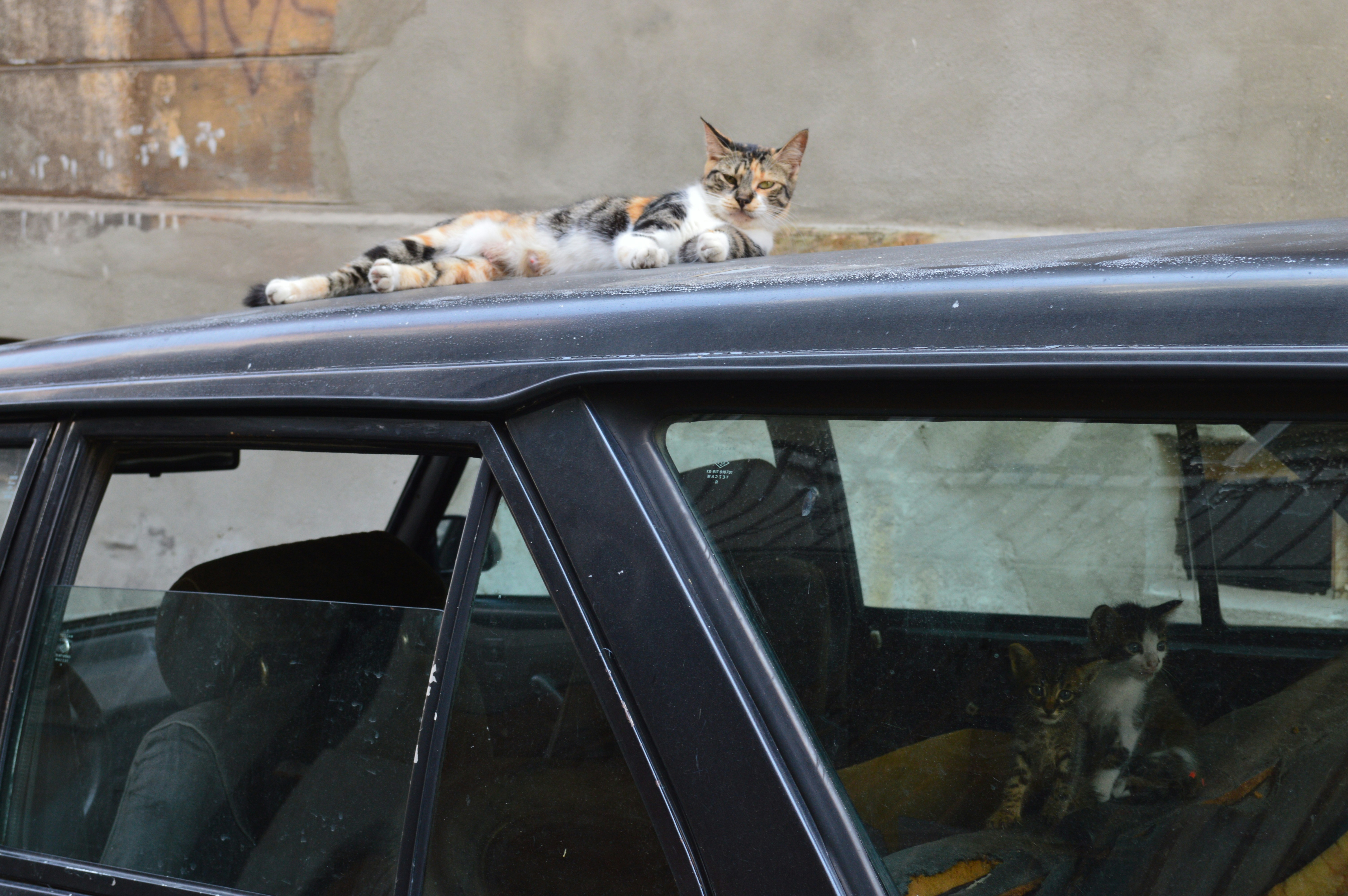 Foto Un gato sentado encima de un coche – Imagen Estanbul gratis en ...