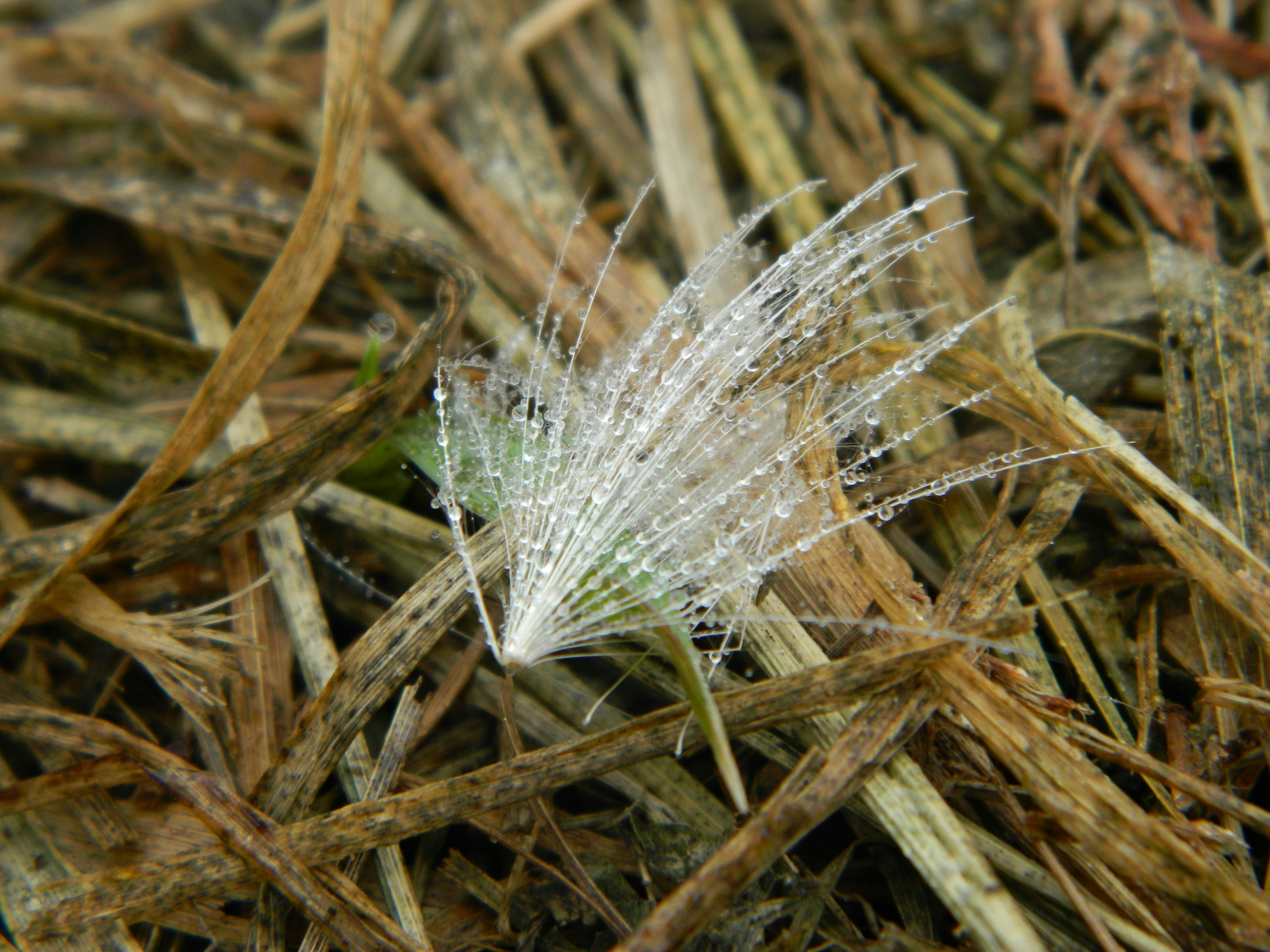 Dandelion Seed Crown Resting Amid Parched Grass