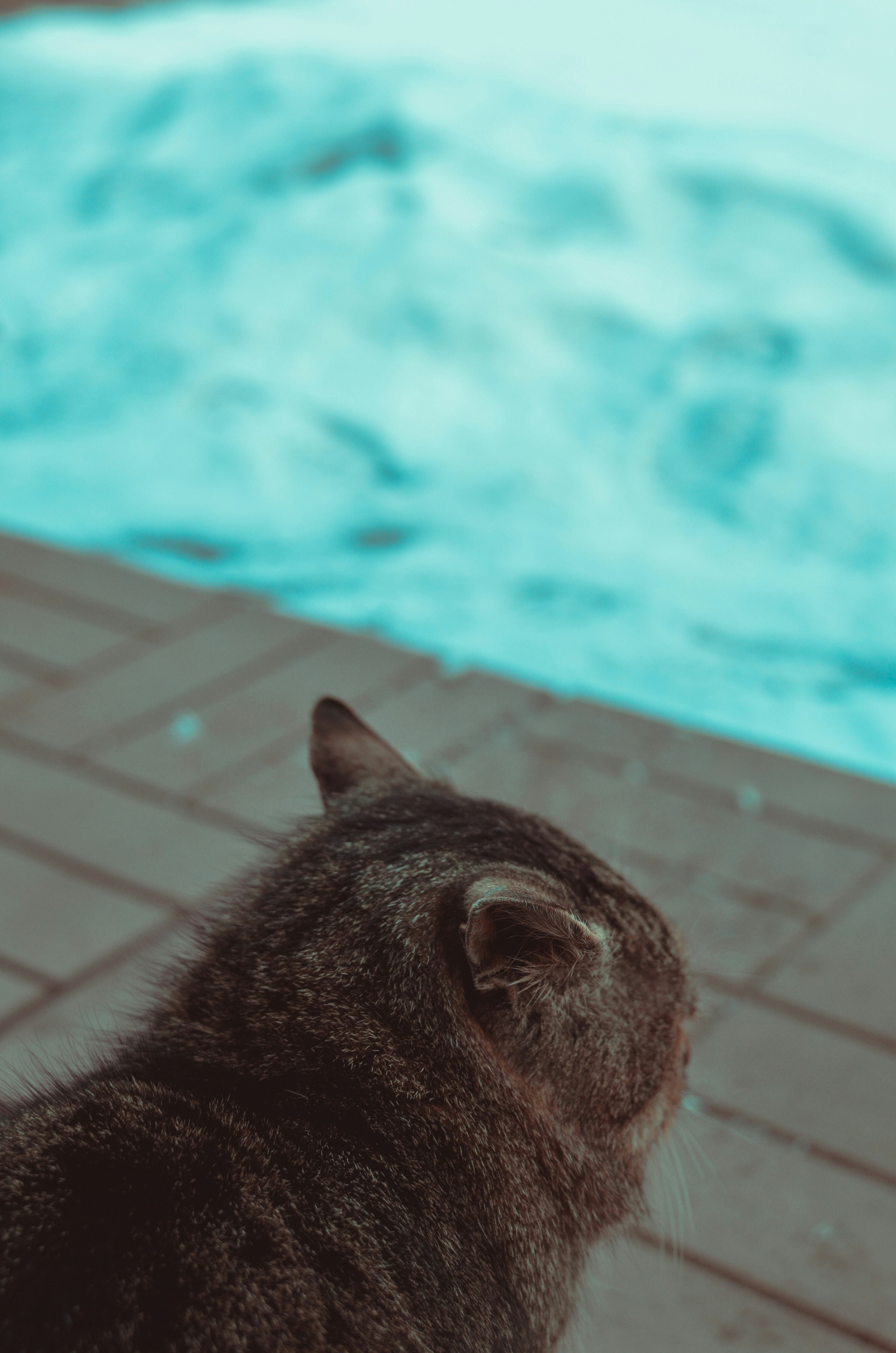Poolside Pause: A Cat's Quiet Gaze at Turquoise Water