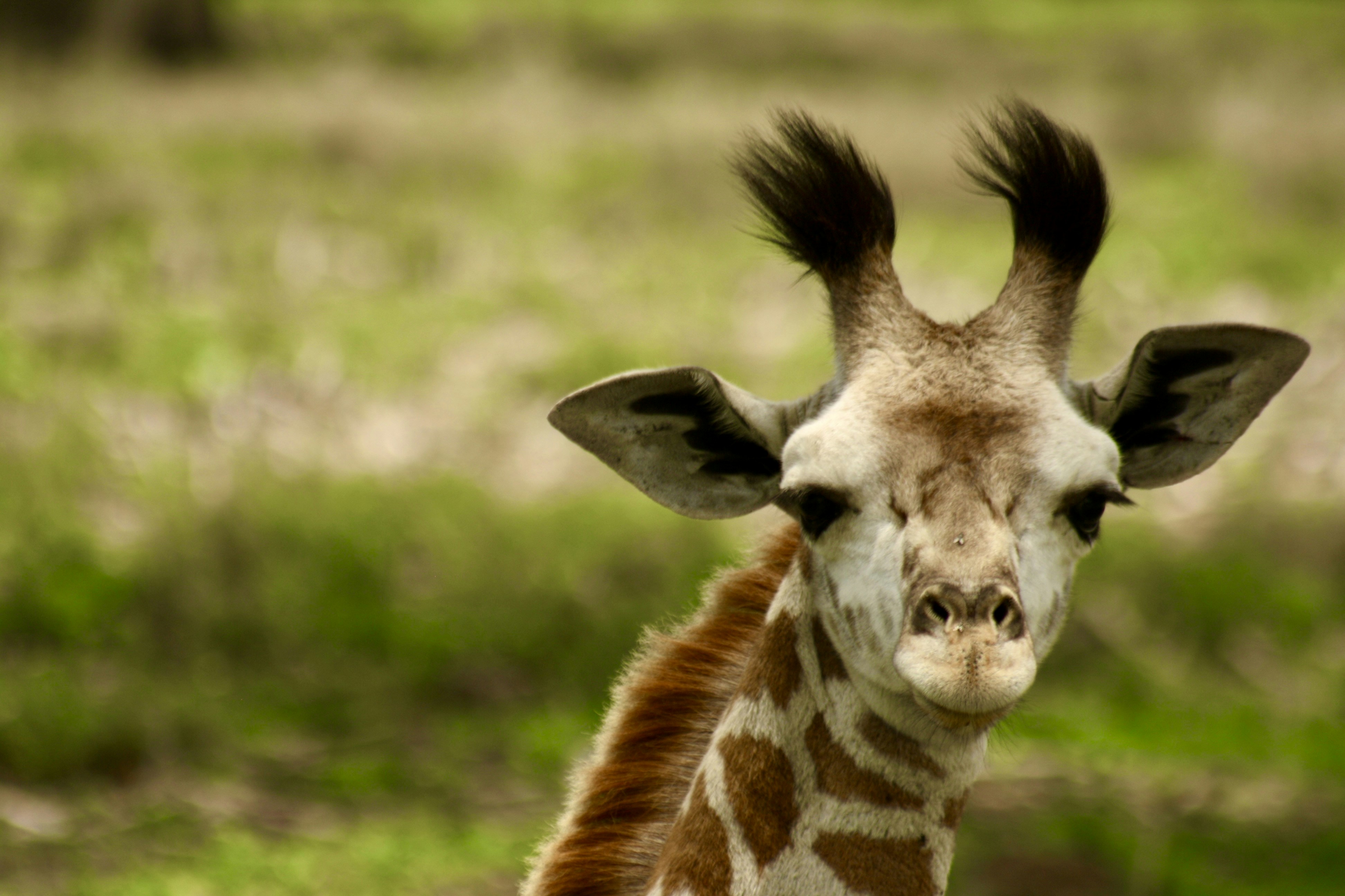 Foto Una jirafa con cuernos – Imagen Kenia gratis en Unsplash