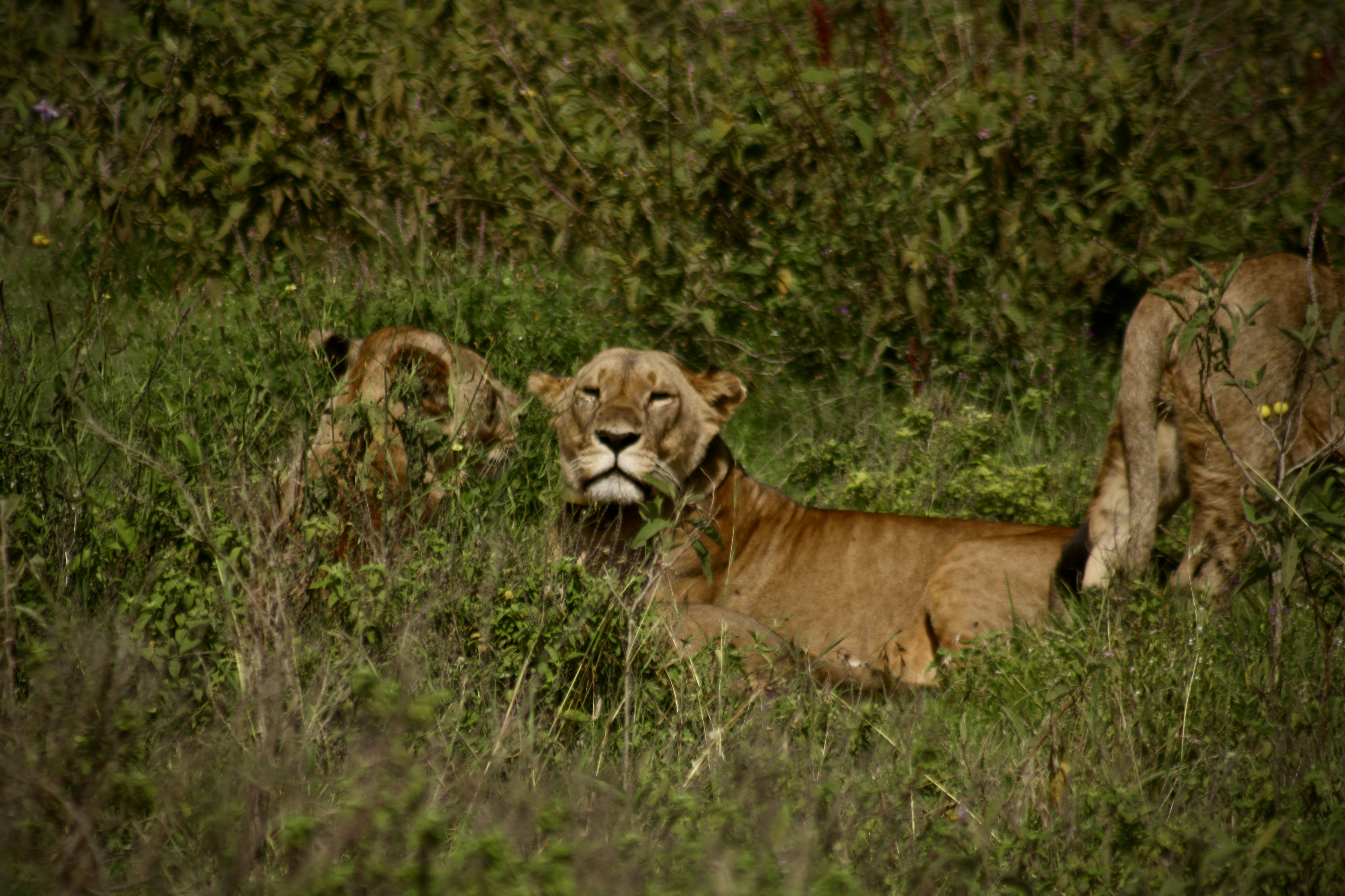 A lioness lounges in tall grass, exuding a sense of calm while another lioness rests nearby. The lush greenery surrounds them, enhancing the natural habitat.