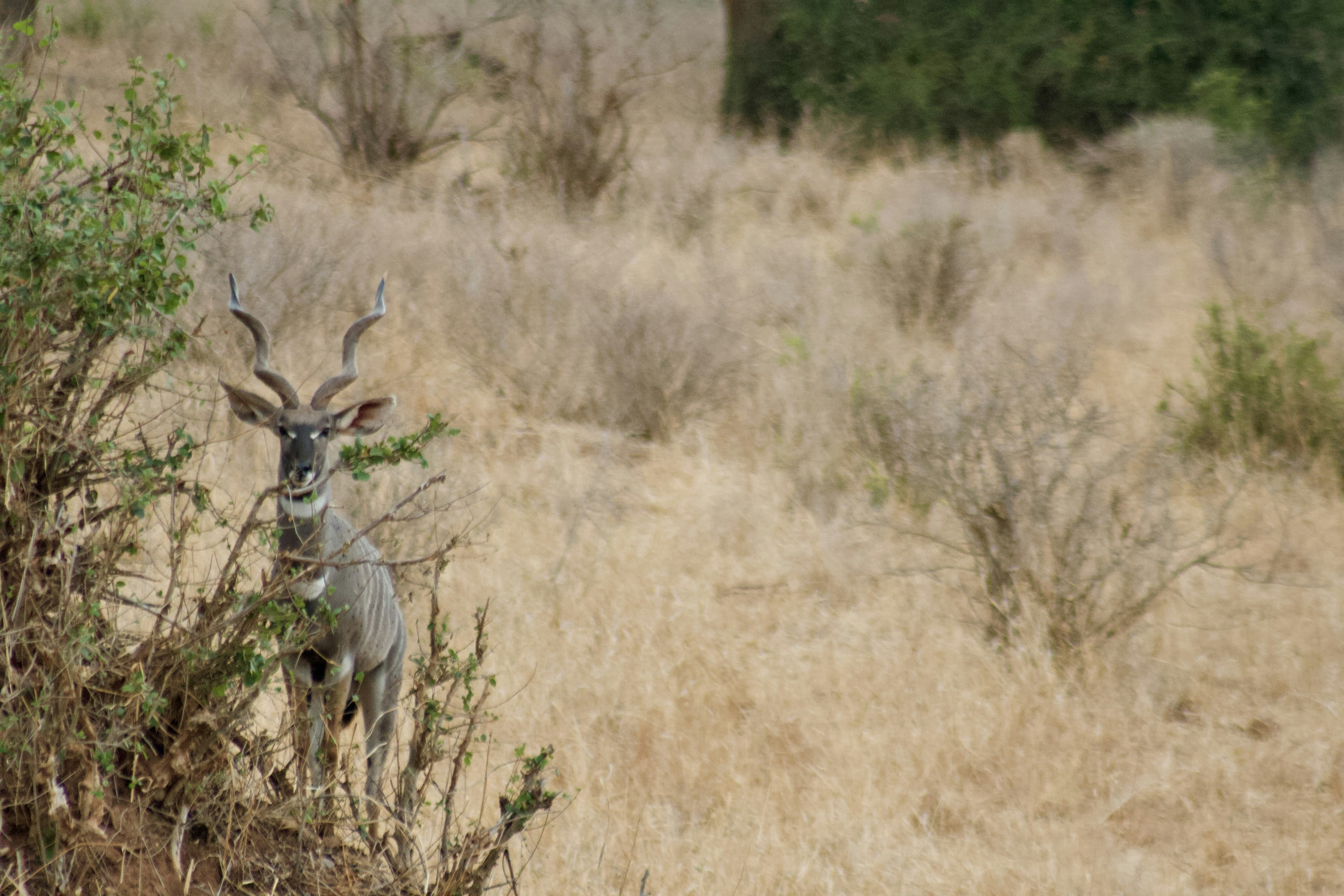 Lesser kudu standing partially concealed among dry grass and sparse bushes.