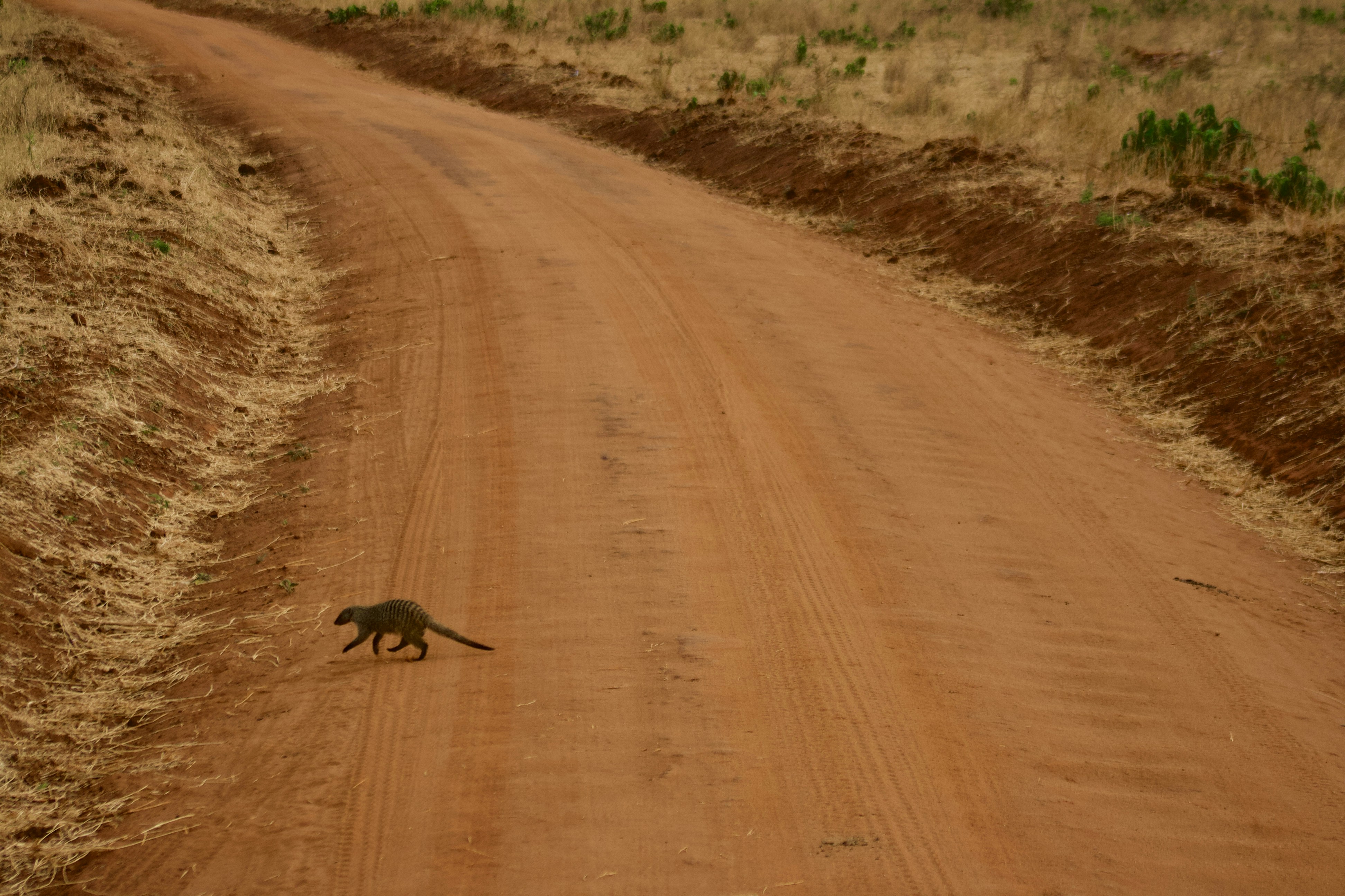 A small mongoose crosses a sun-baked dirt road, surrounded by sparse vegetation. The scene captures the essence of wildlife in its natural habitat.