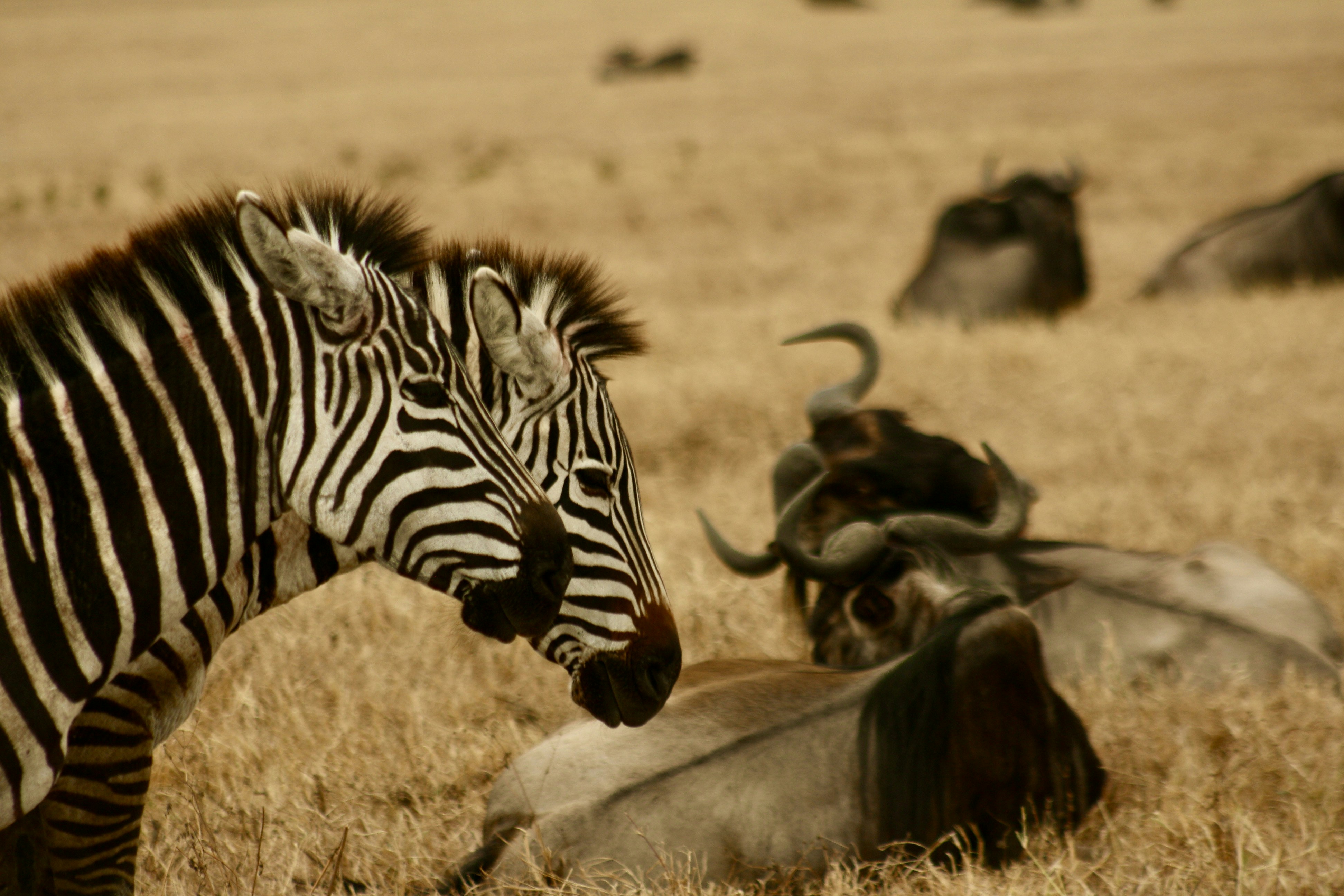 Photograph of two zebras in the foreground on a sunlit savanna, with other grazing animals in the background.