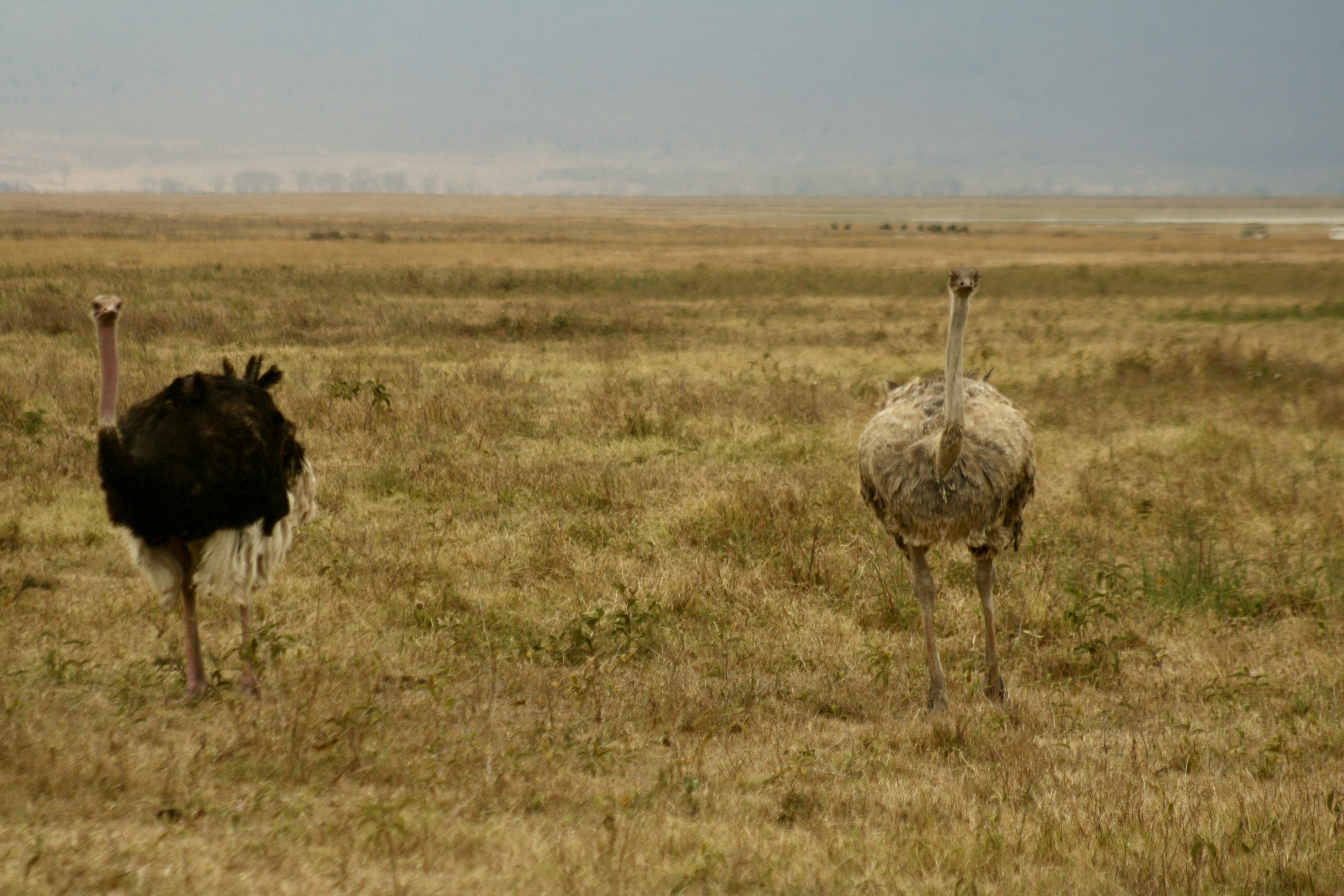 100+ Fotos de avestruces | Descargar imágenes gratis en Unsplash