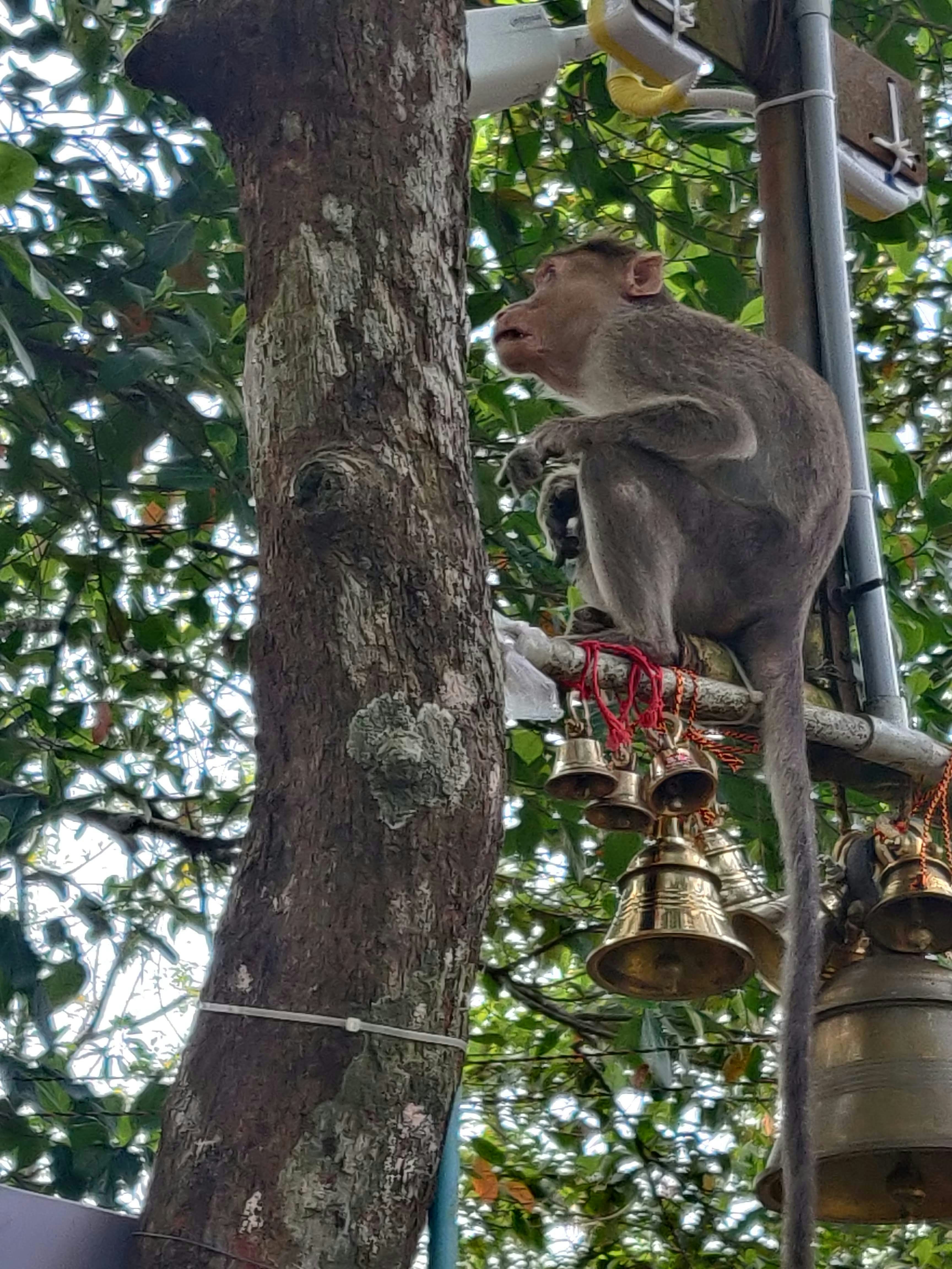 Macaque on a Bell-Lined Perch: A Quiet Moment Above the Foliage