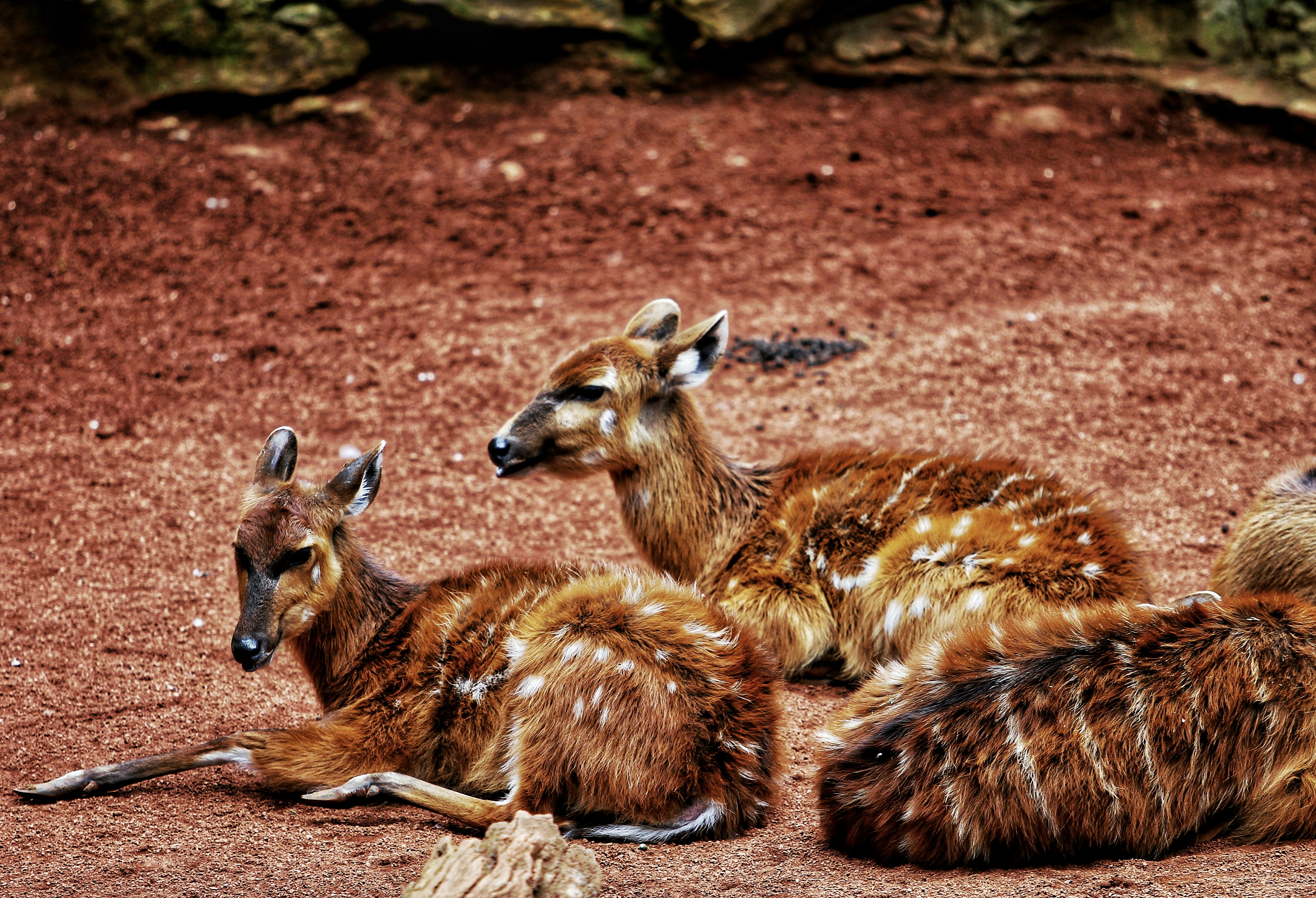 A group of animals lying on the ground photo – Free Bioparc fuengirola ...