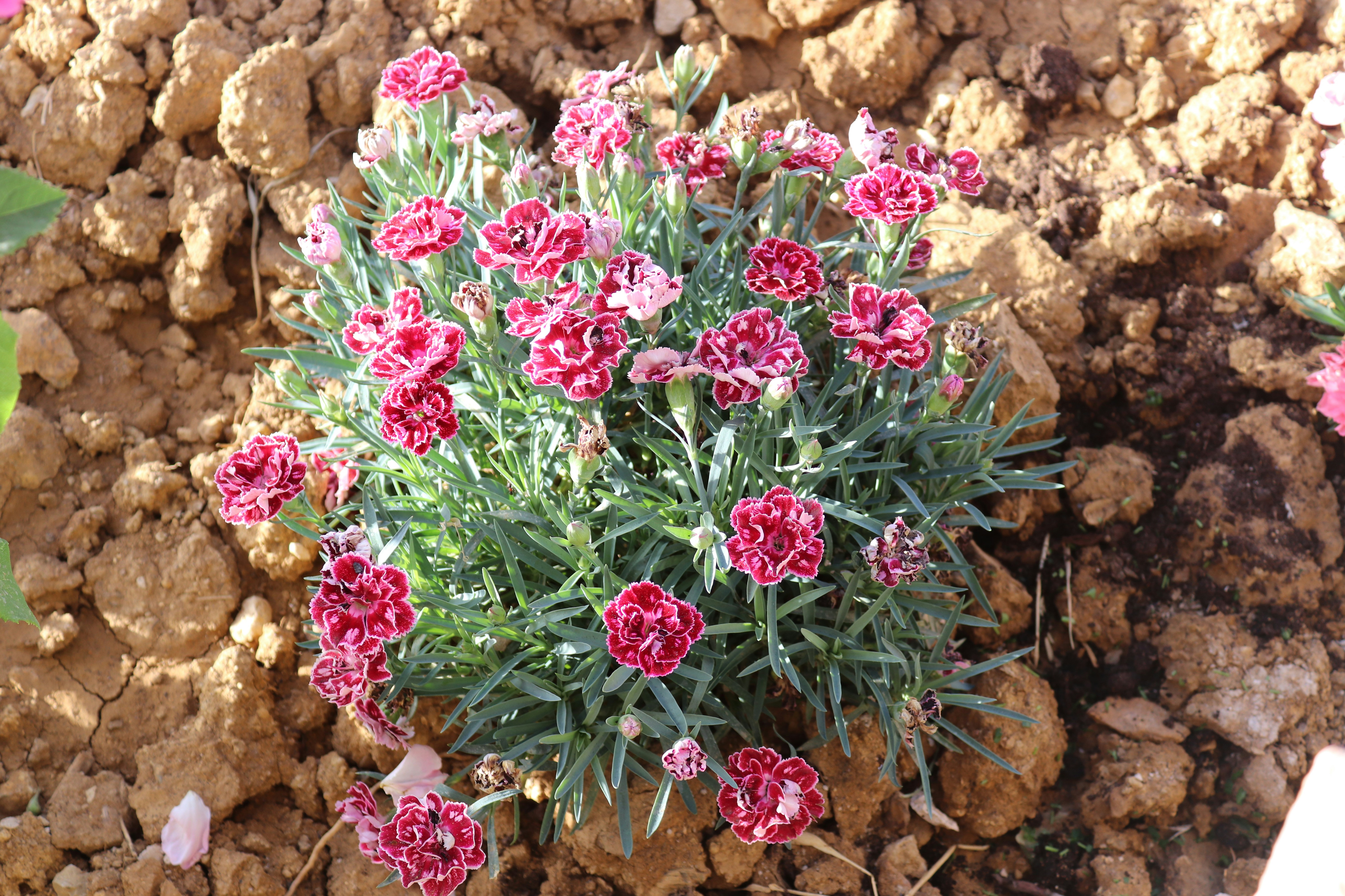 a group of flowers