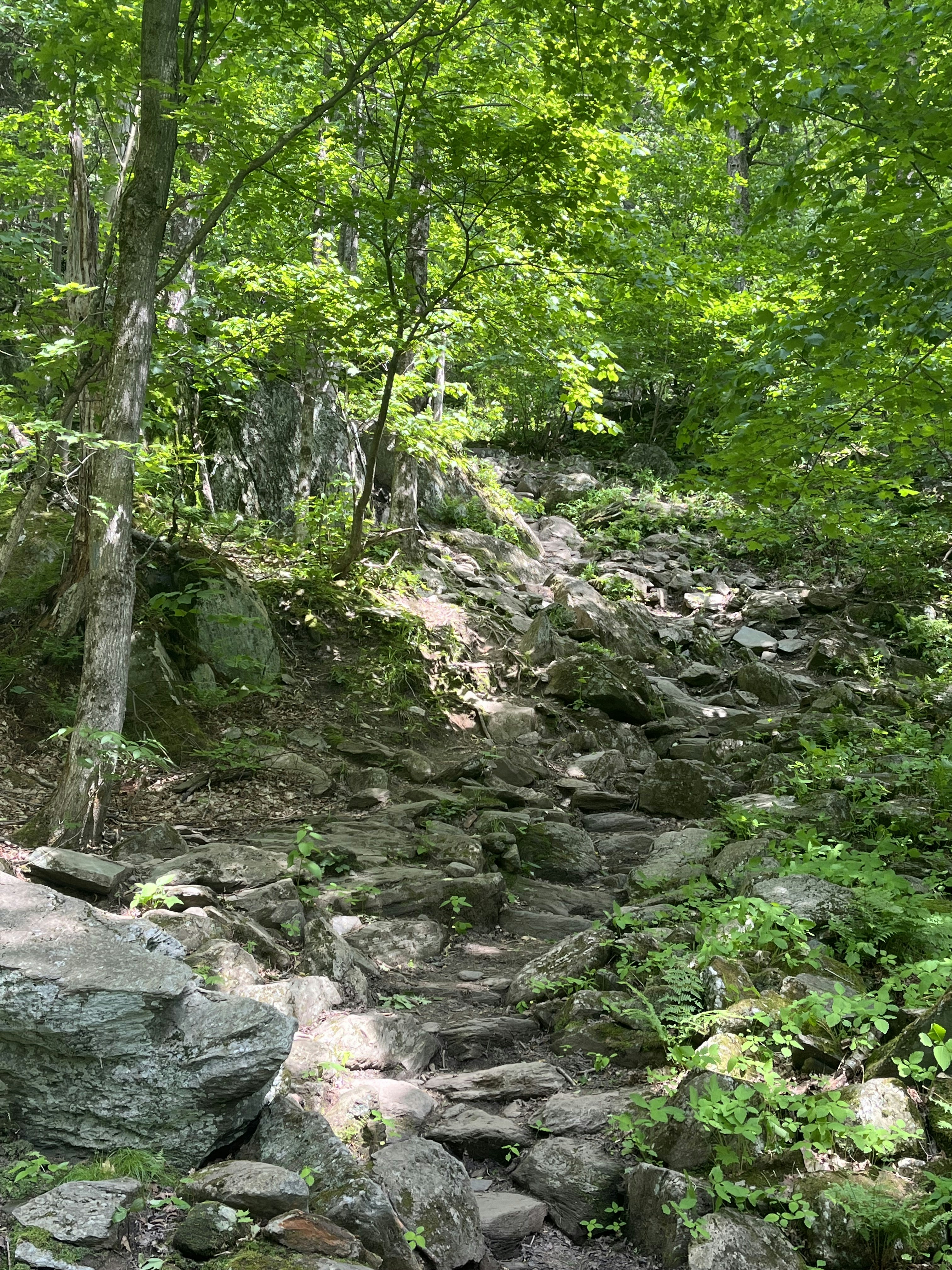 A rocky path in the woods photo – Free Plant Image on Unsplash