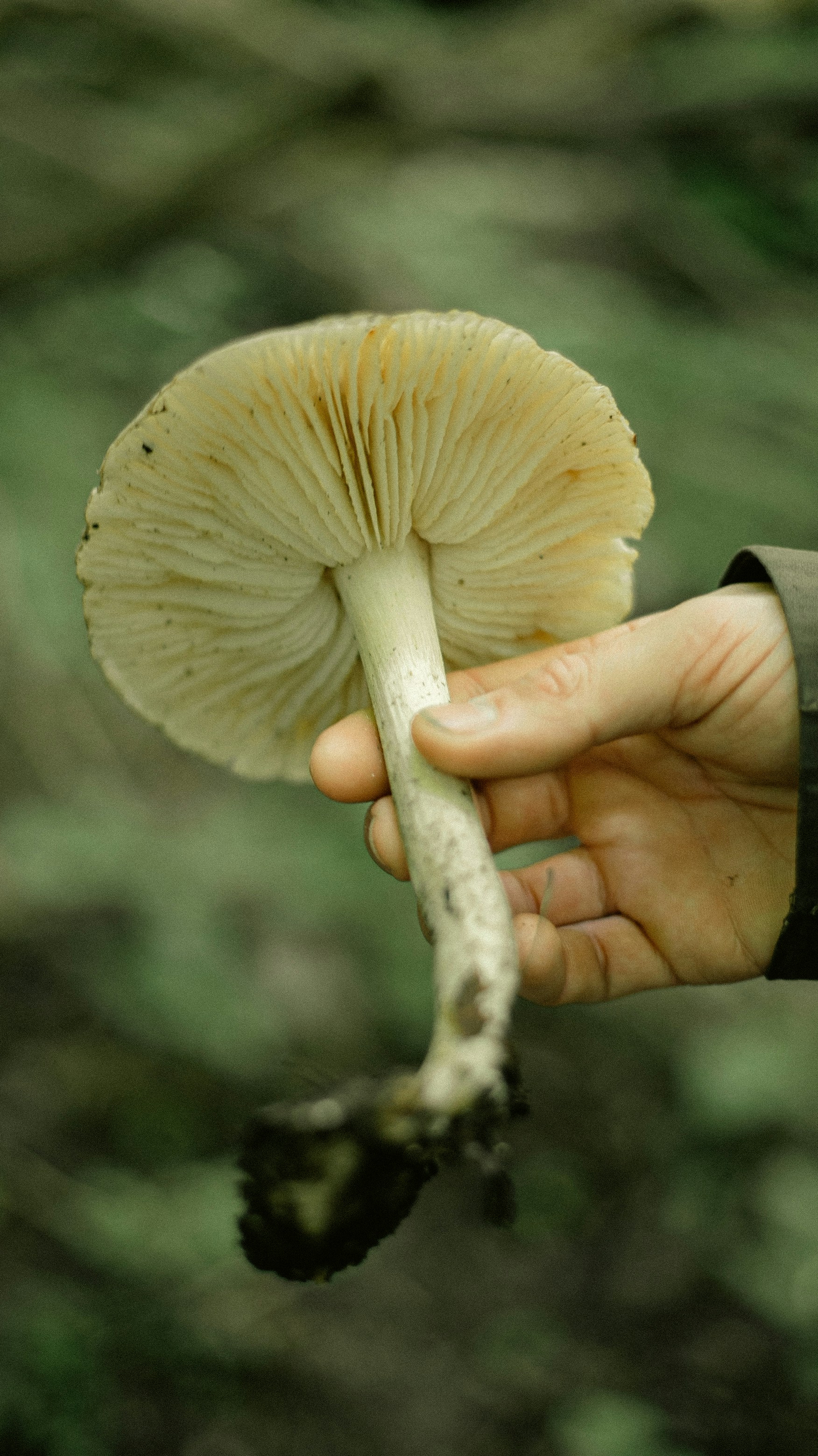 Gilled Whisper: Close-Up of a Forest Mushroom Grasped in Hand
