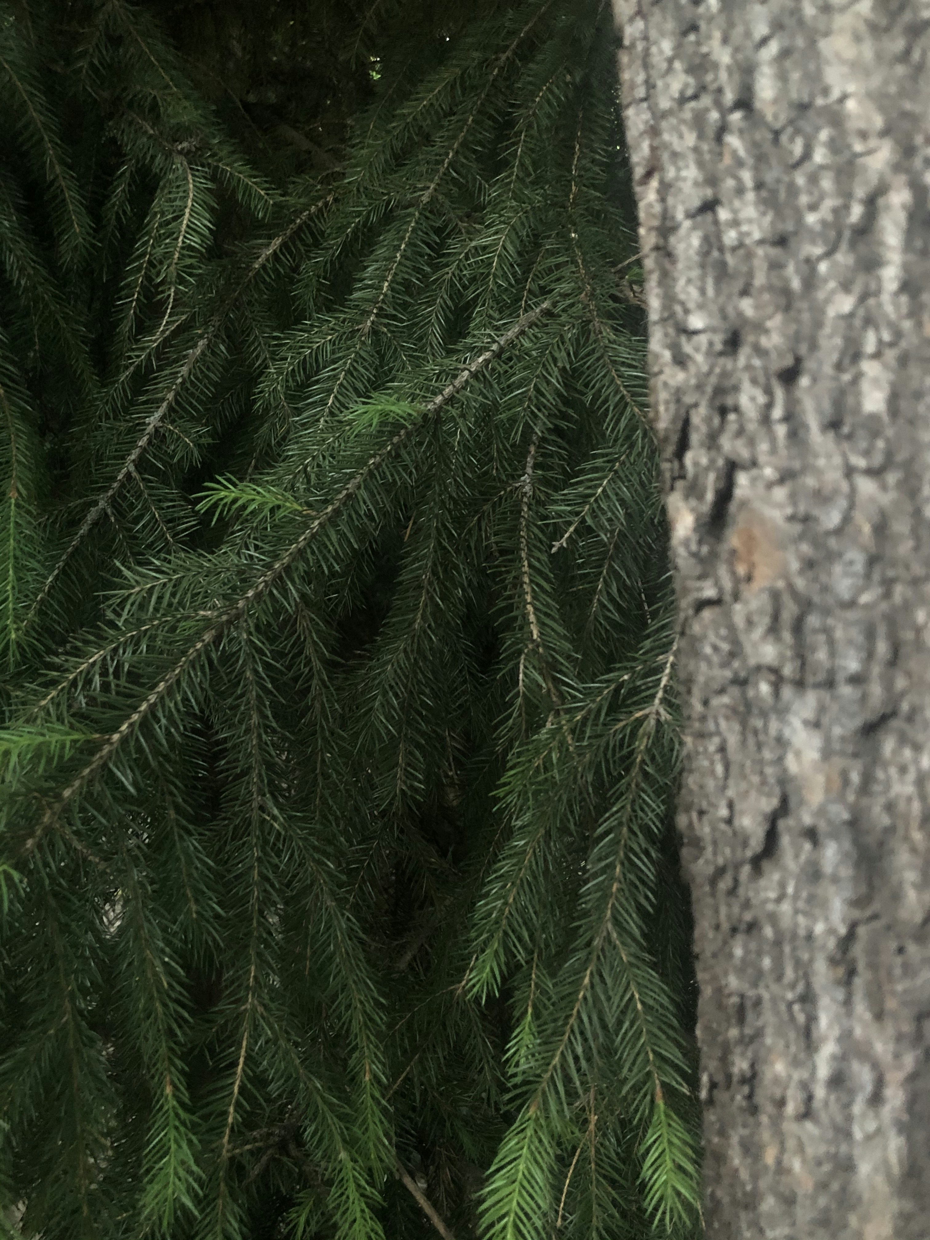 A close-up of a tree photo – Free Tree Image on Unsplash