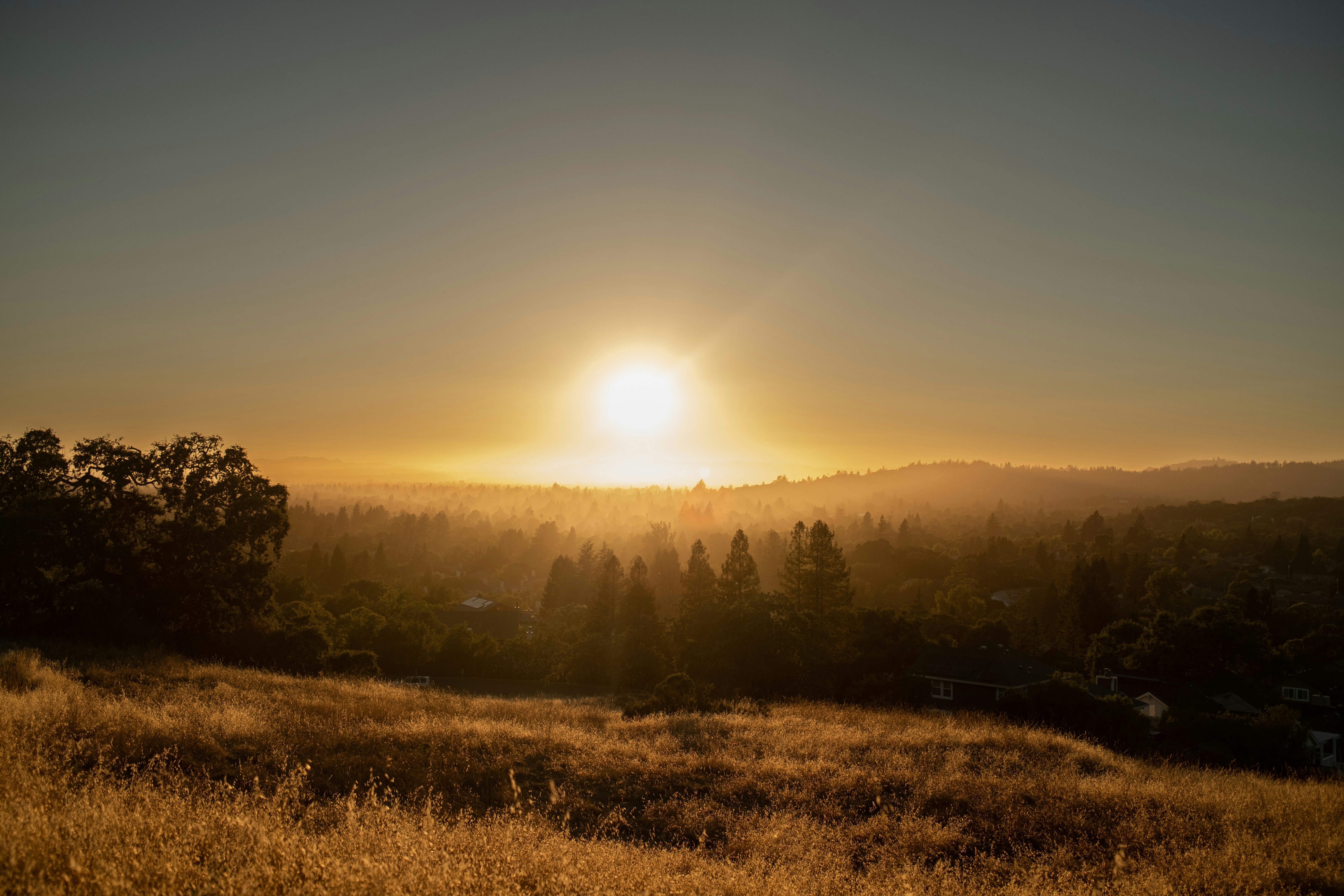 Sunset Prairie: Golden Grass, Quiet Hills, and Distant Pines