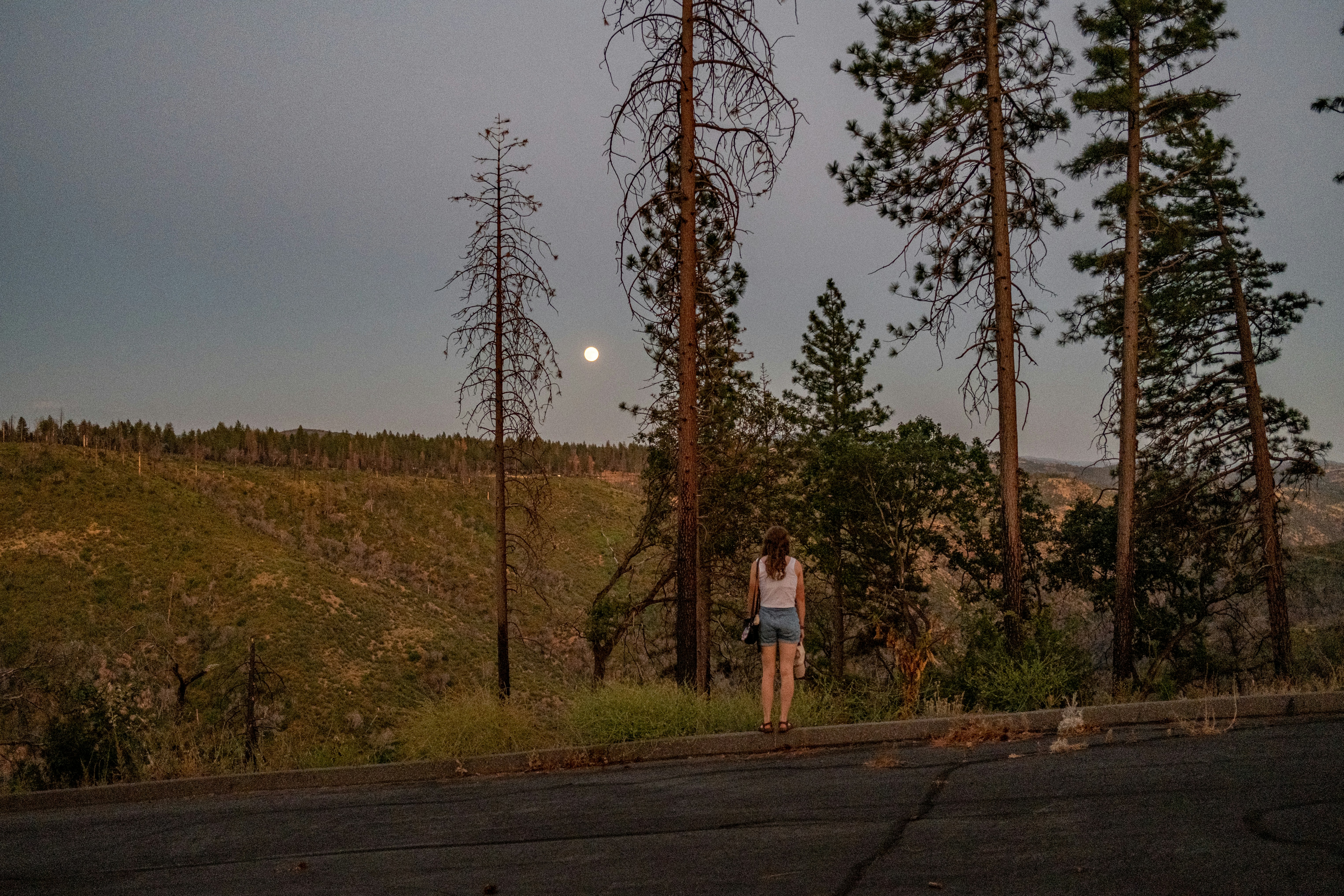 Moonlit Street Scene: A lone figure by the forested edge
