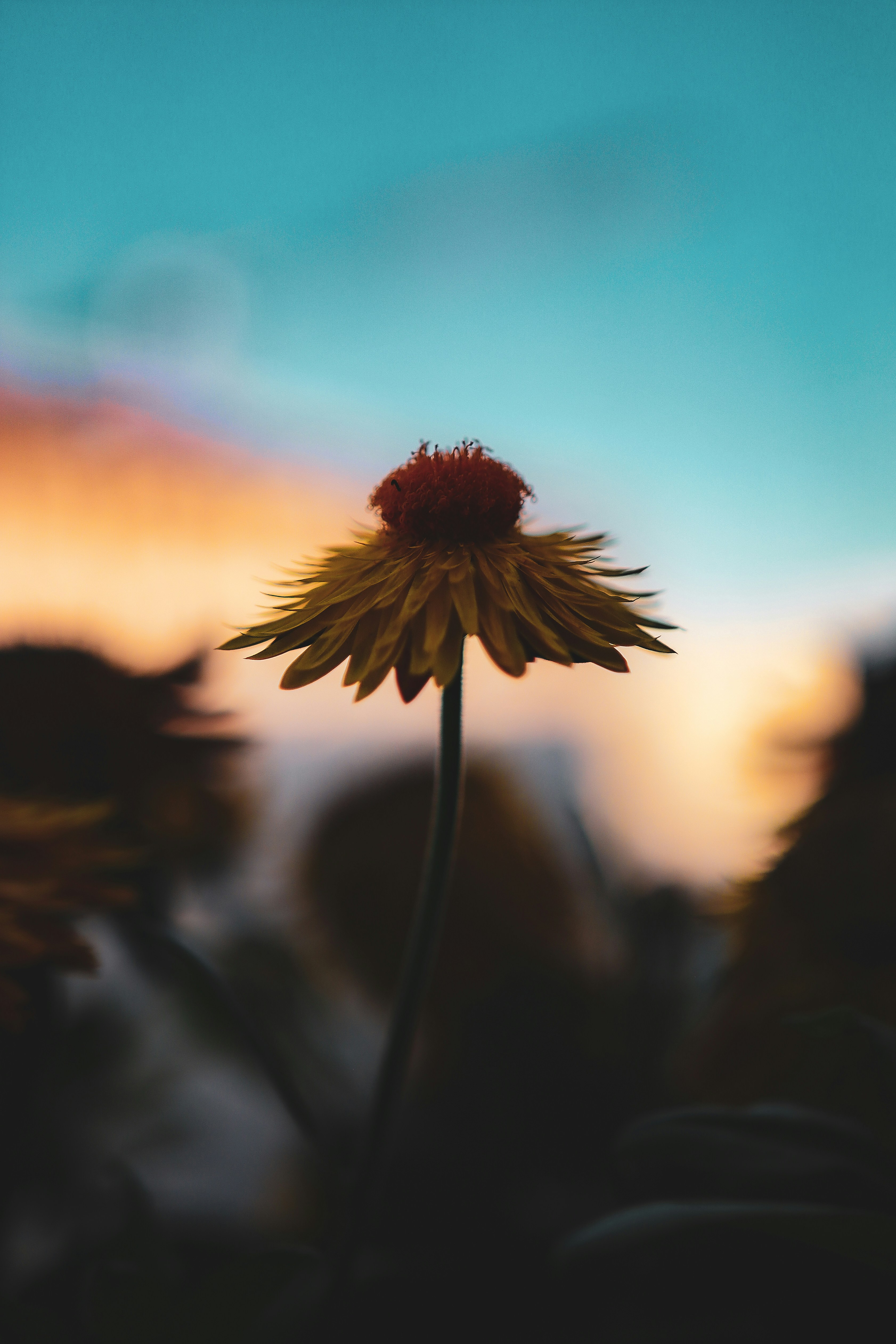 Sunlit Daisy Silhouette Against a Velvet Evening Sky
