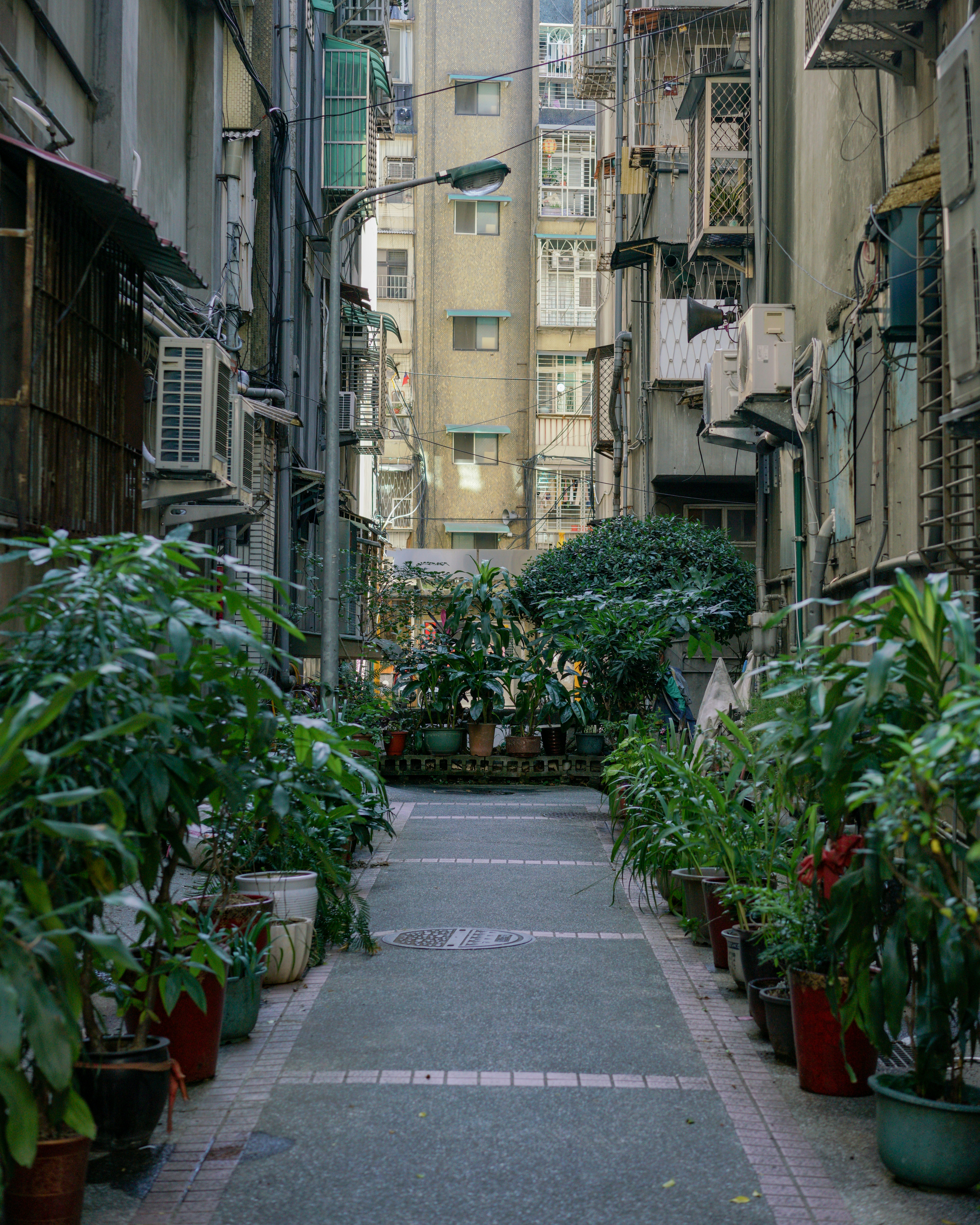 Verdant Corridor Between Concrete Towers